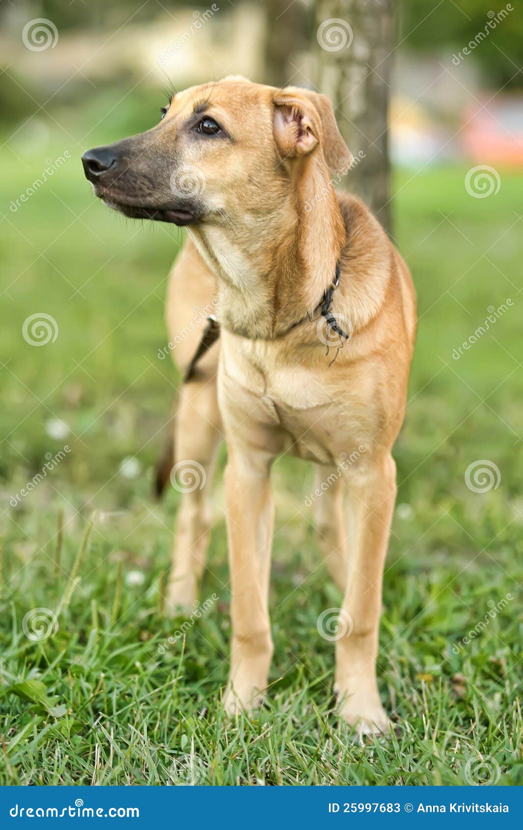 Red mongrel dog stock image. Image of forward, animal - 25997683