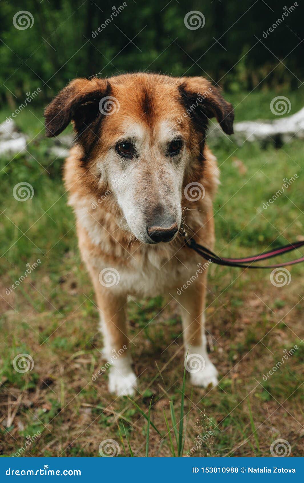 Red Mongrel Dog in the Forest Stock Photo - Image of autumn, orange ...