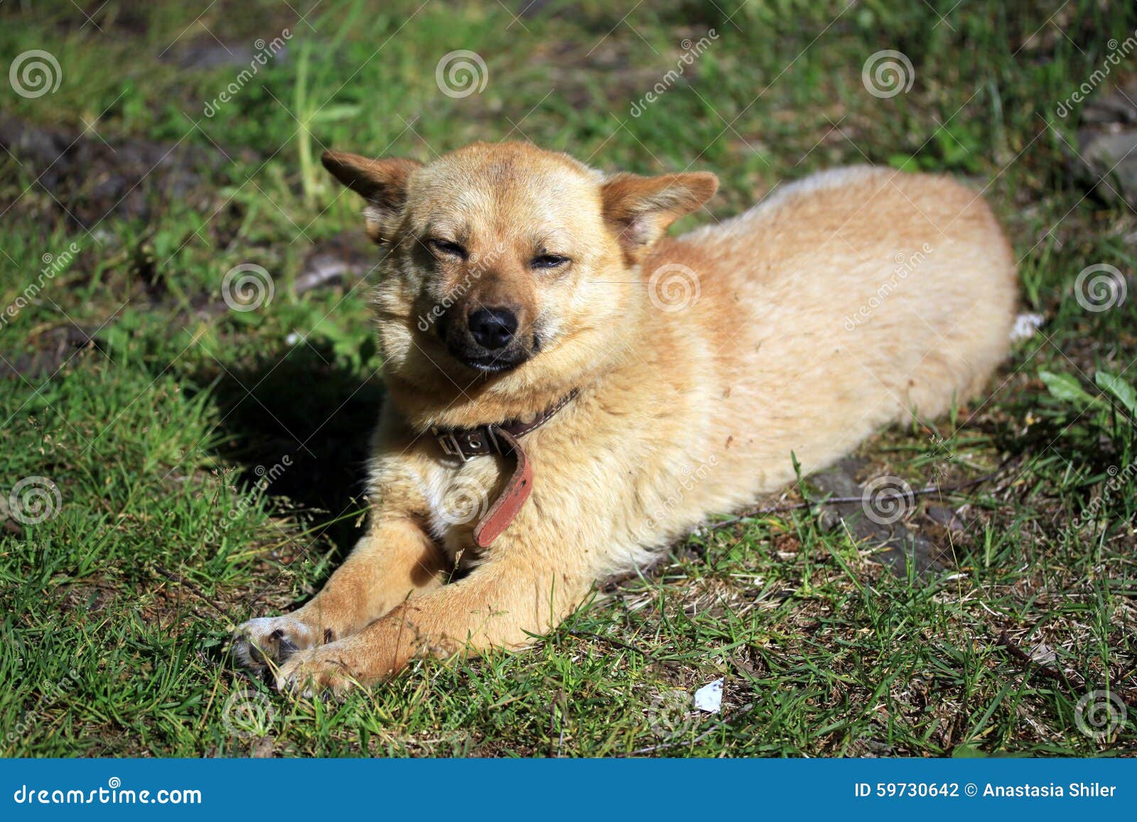Red Mongrel Dog on the Grass Stock Photo - Image of mongrel, animal ...