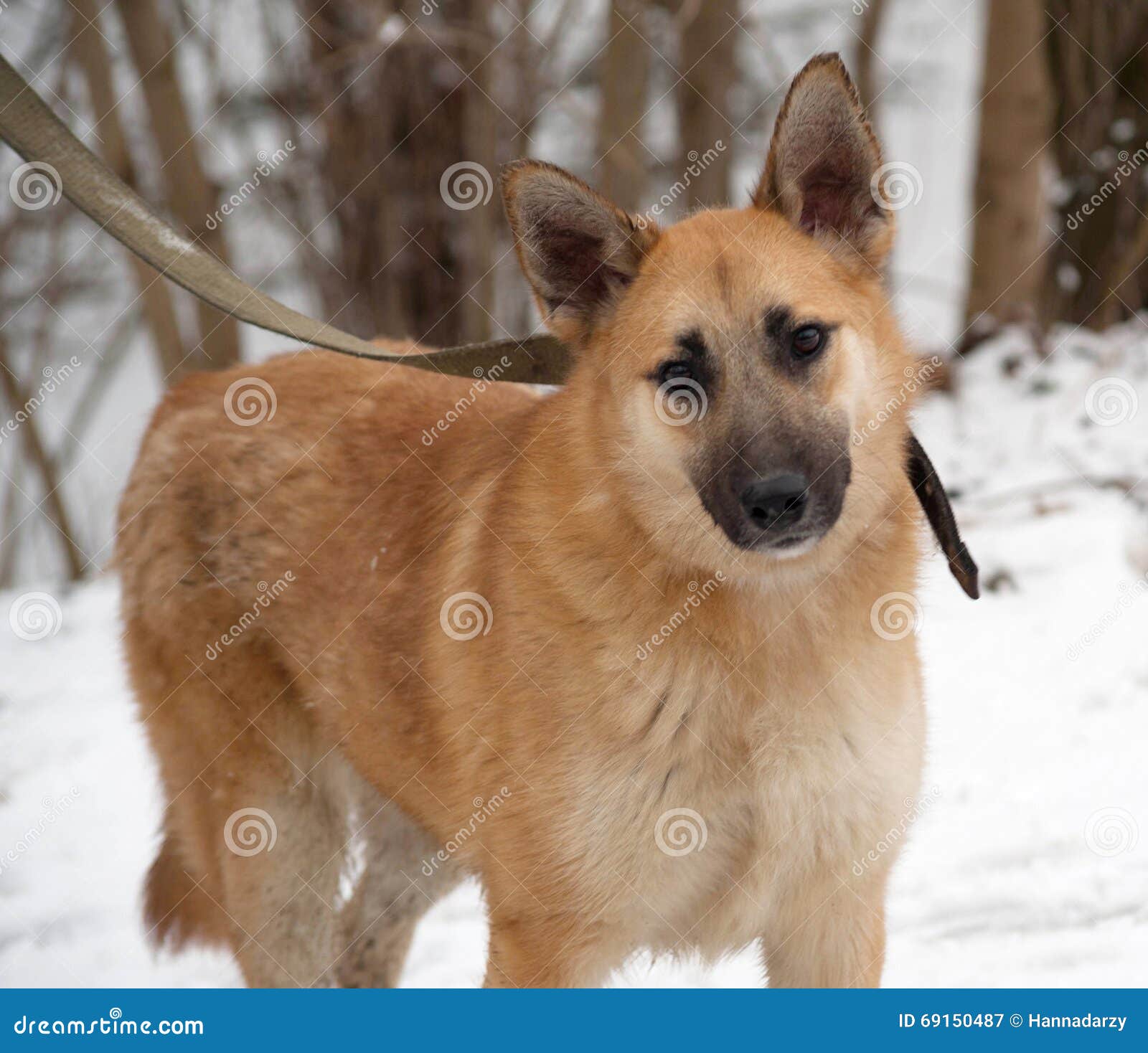 Red Mongrel Dog Standing on Snow Stock Image - Image of domestic ...