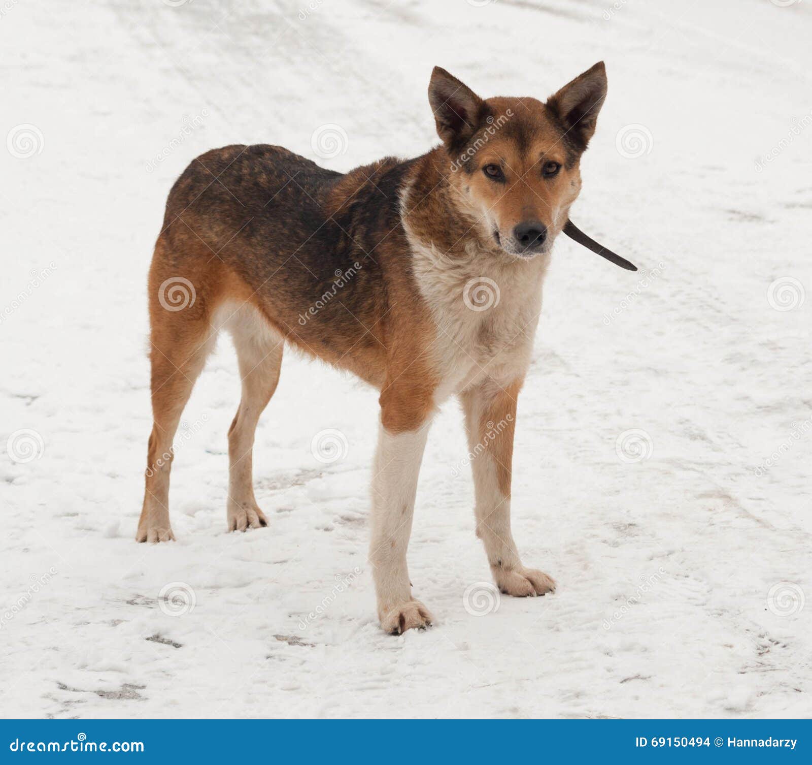 Red Mongrel Dog Standing in Snow Stock Photo - Image of mongrel, claws ...