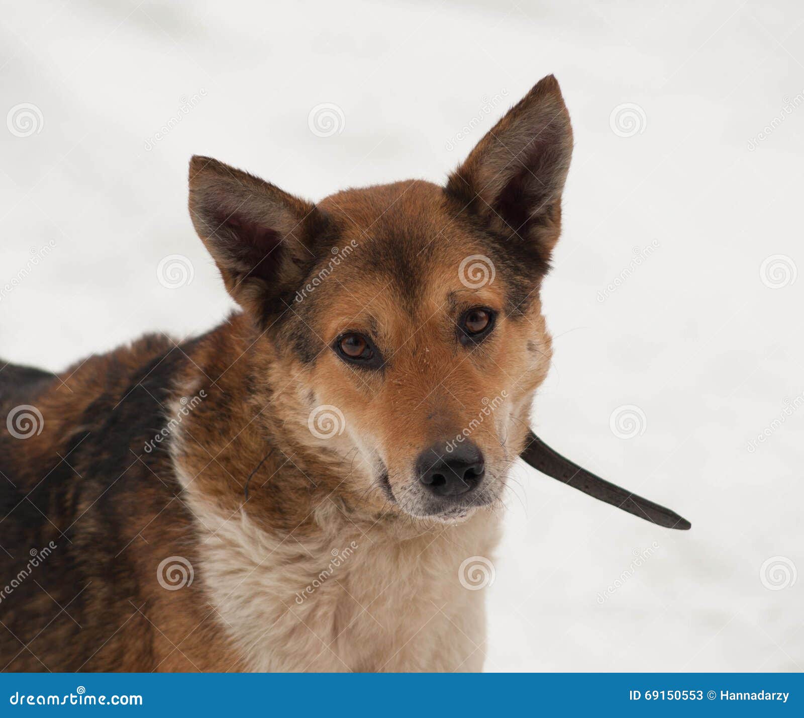 Red Mongrel Dog Standing in Snow Stock Image - Image of mongrel, mutt ...