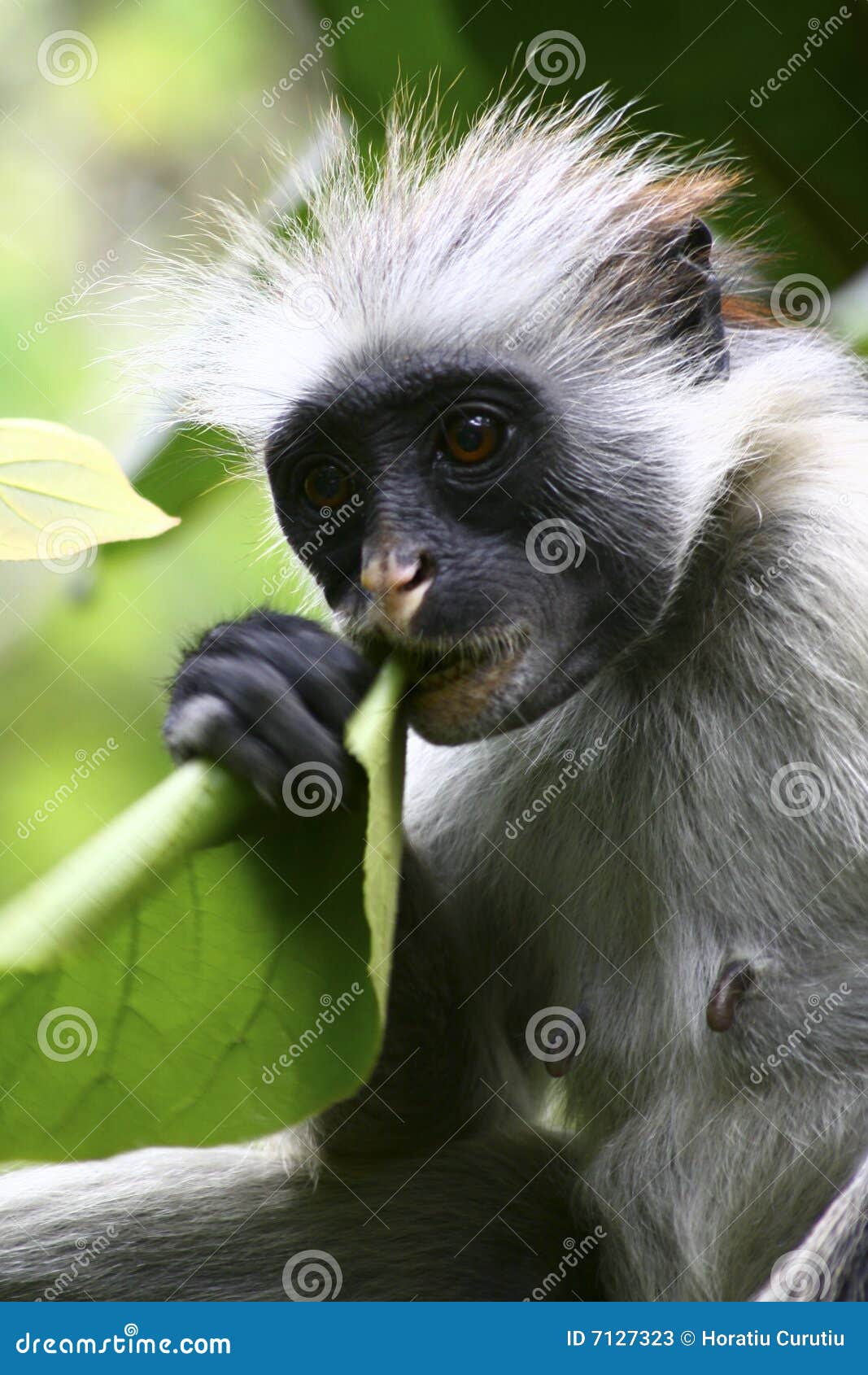 Red monkey stock image. Image of spice, eating, forest - 7127323