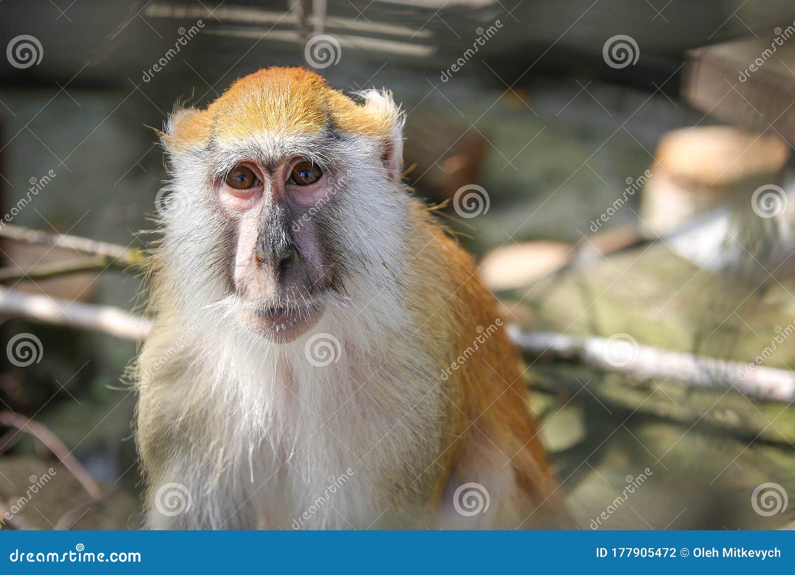 Red monkey with baby stock photo. Image of chordata - 177905472