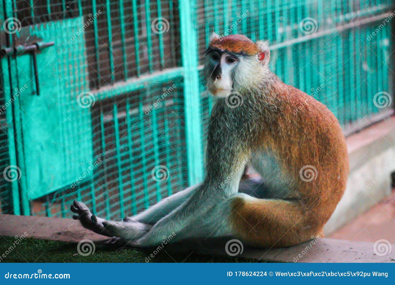 Red monkey in the zoo stock photo. Image of face, vervet - 178624224