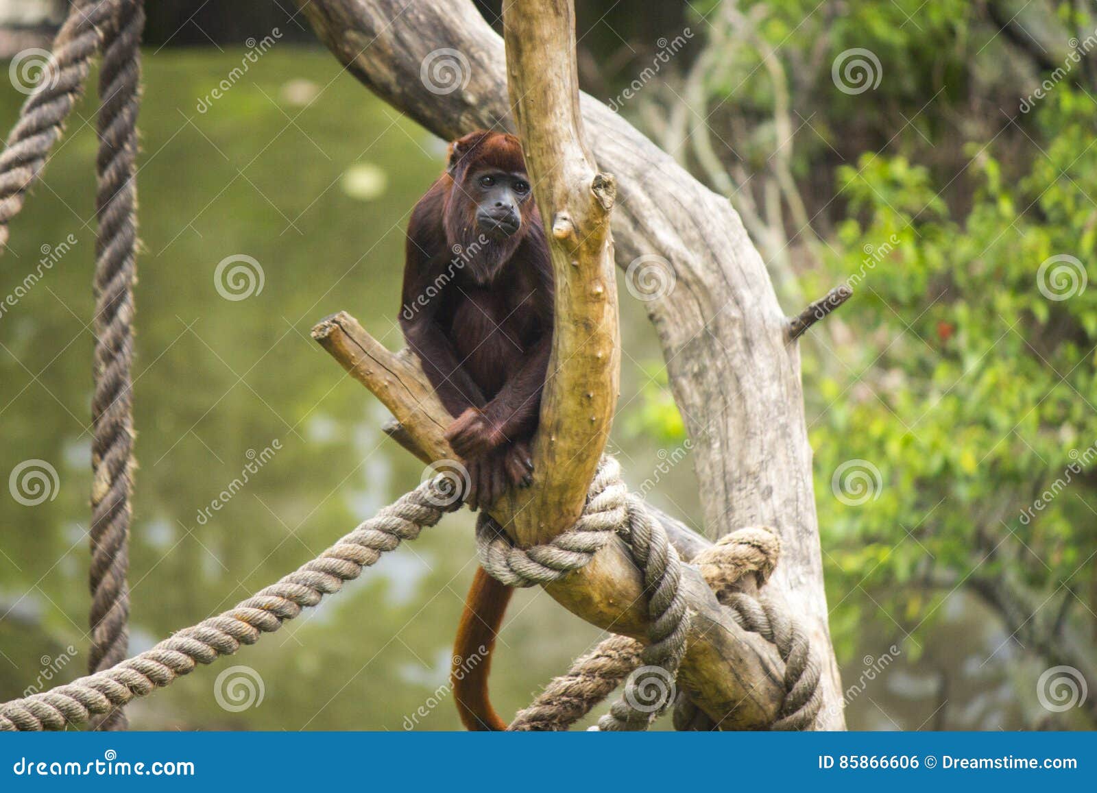 Red monkey stock photo. Image of zoologico, mico, selva - 85866606