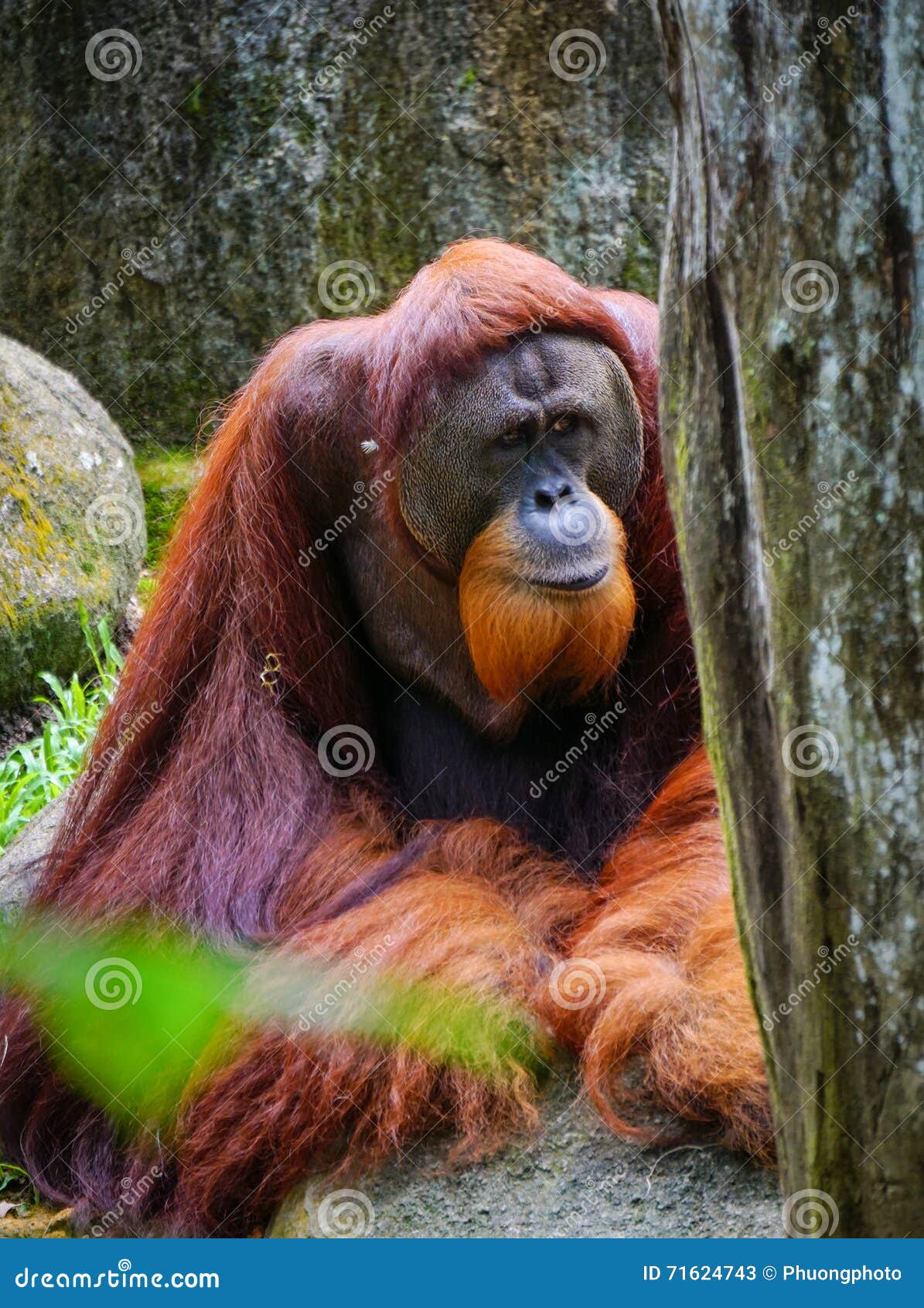 Red monkey at the park stock image. Image of relaxing - 71624743