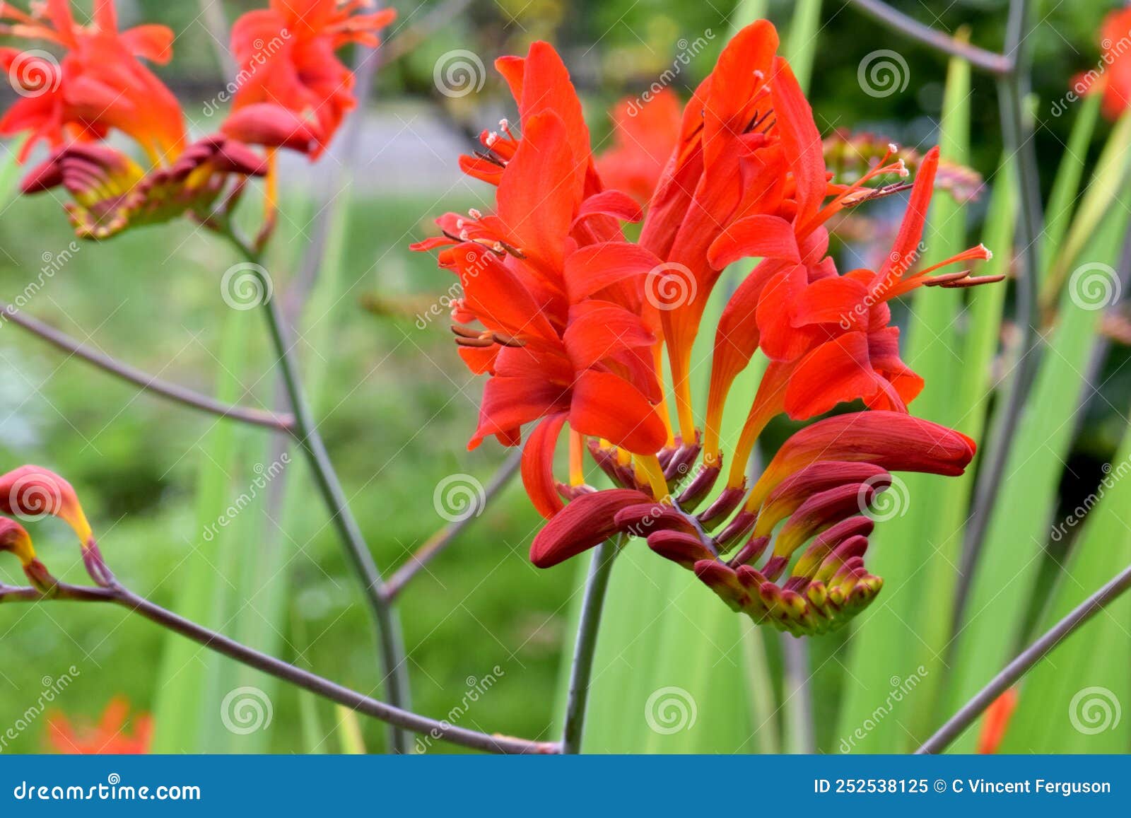 Red Montbretia Flower Anthers 01 Stock Image - Image of luciifer ...