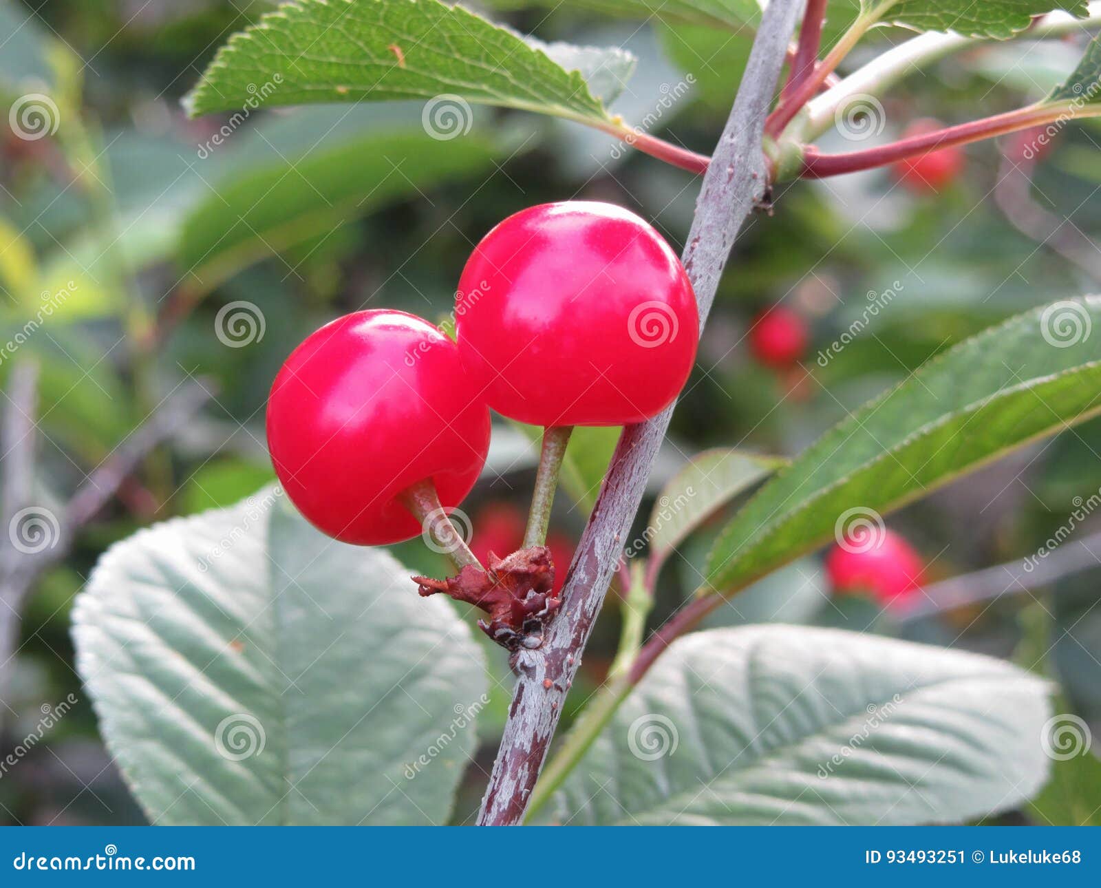 Red Montmorency Cherries on Tree in Cherry Orchard Stock Image - Image ...