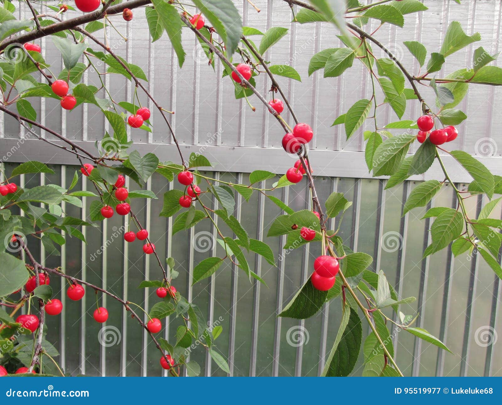 Red Montmorency Cherries on Tree in Cherry Orchard Stock Image - Image ...