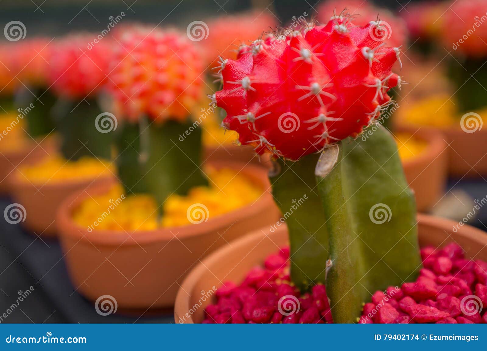 Moon Cactus Or Gymnocalycium Mihanovichii, The Mutant Cactus Grafted On ...