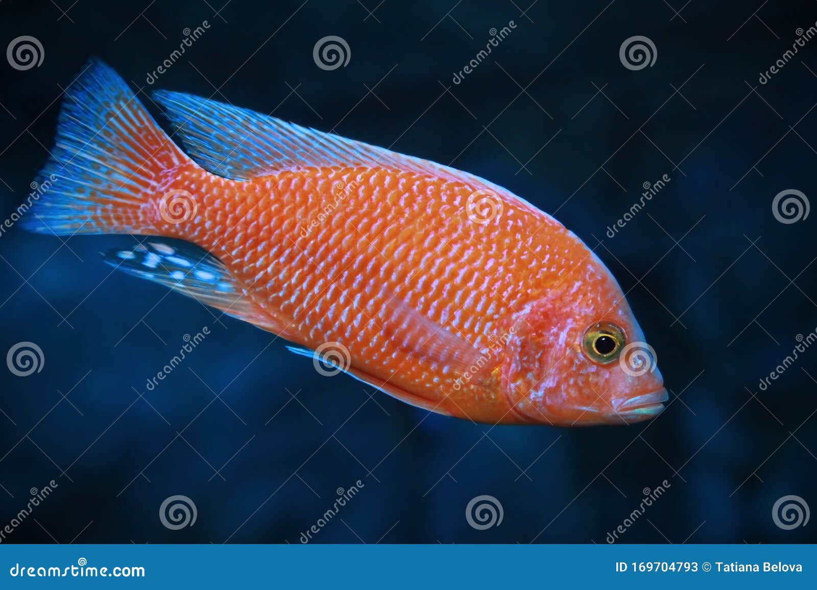 Pseudotropheus Red Zebra - Freshwater Fish Stock Image - Image of ...