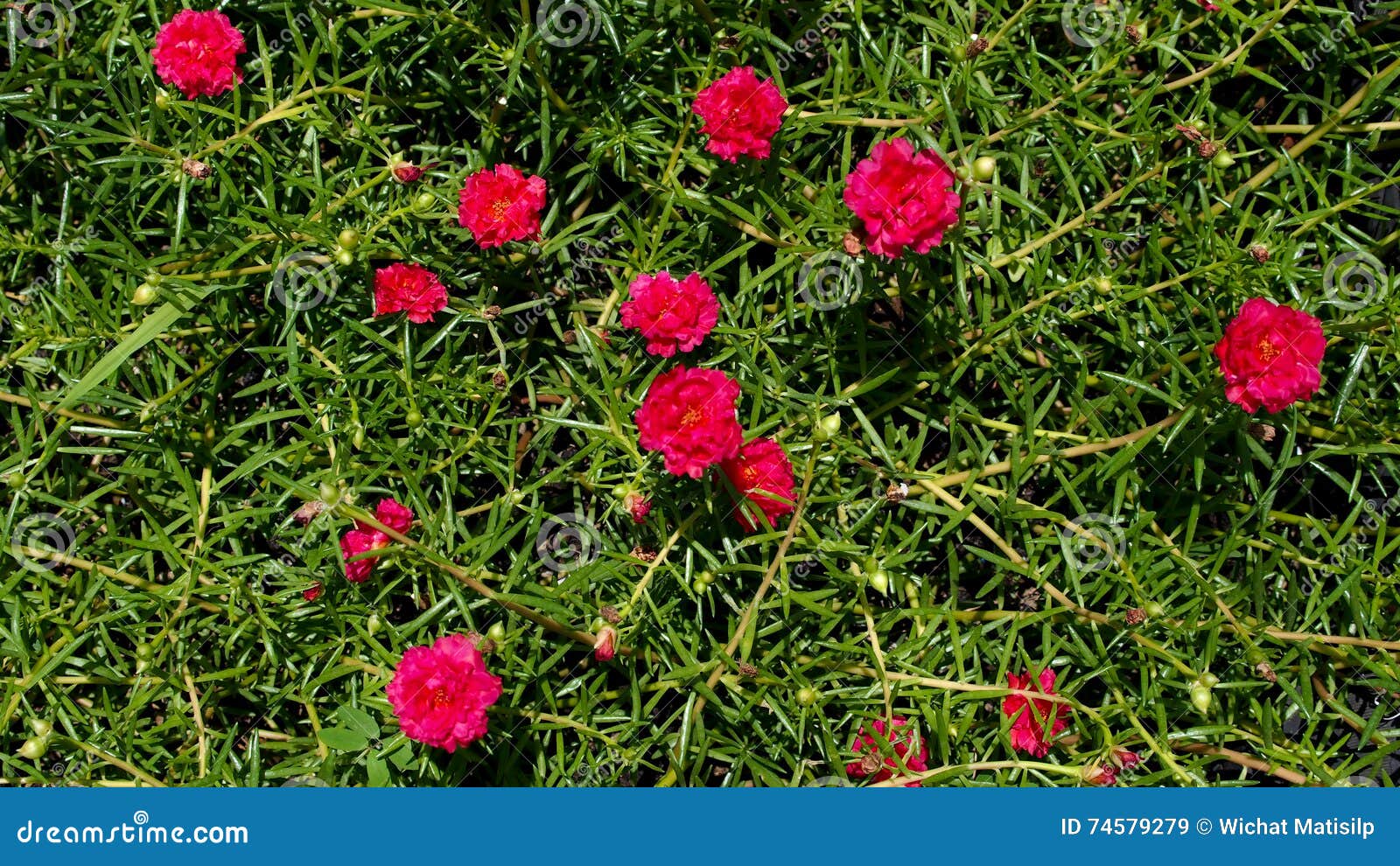Red Mose-Rose stock image. Image of little, oleracea - 74579279