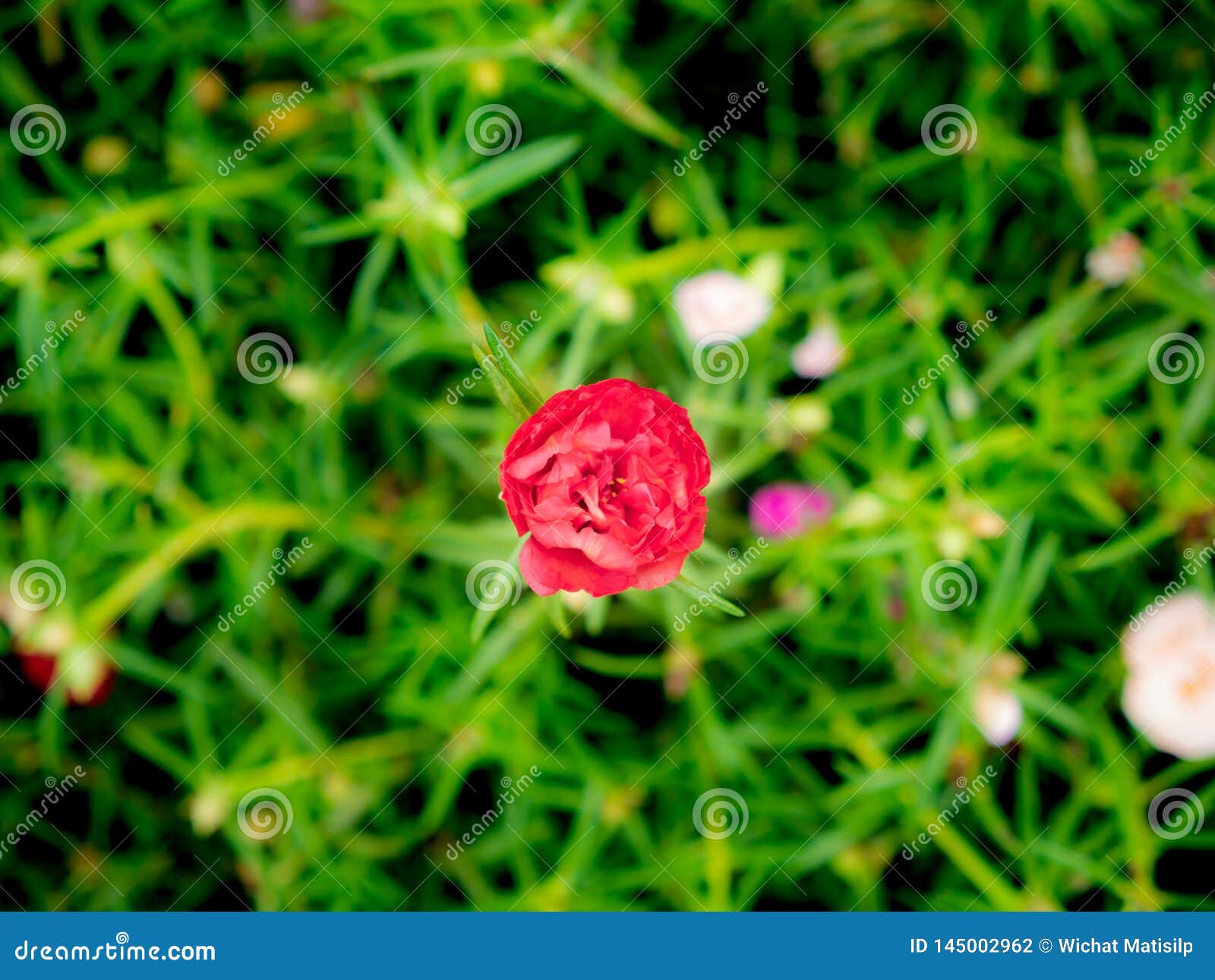Red Mose-Rose Flower Blooming Stock Photo - Image of botany, pink ...