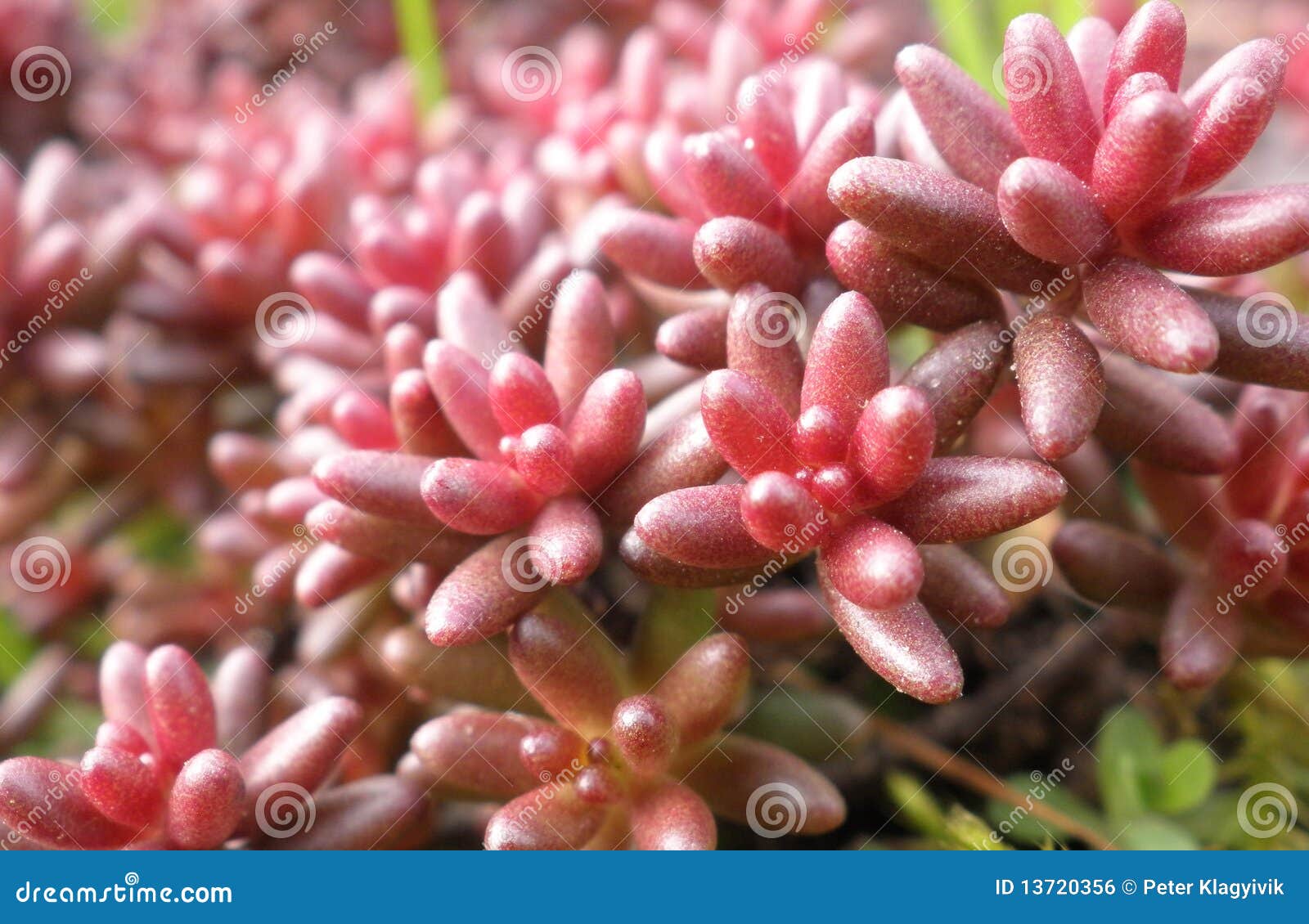 Red moss stock photo. Image of outdoor, leaves, brown - 13720356