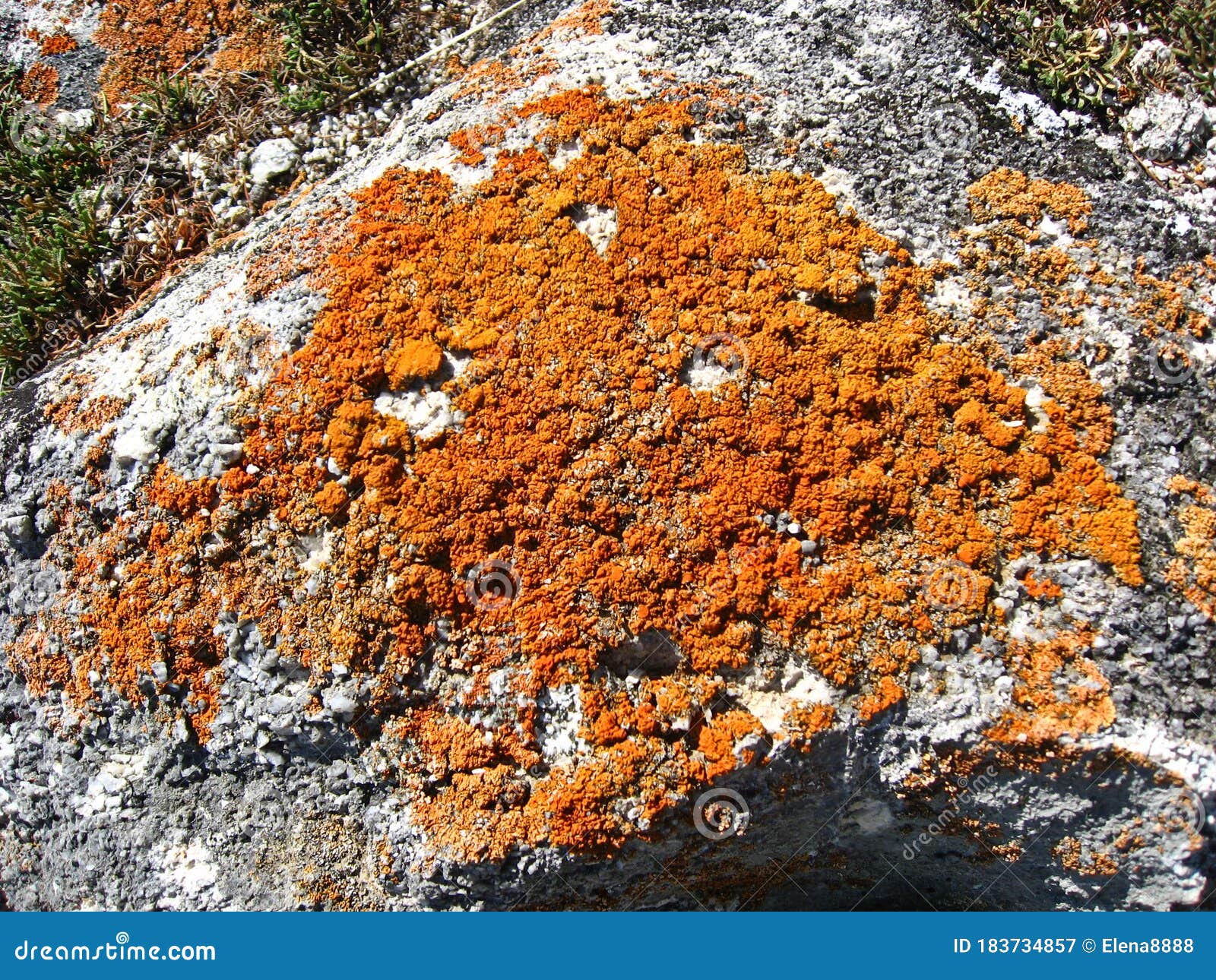 Red moss on a boulder stock image. Image of flood, squishy - 183734857