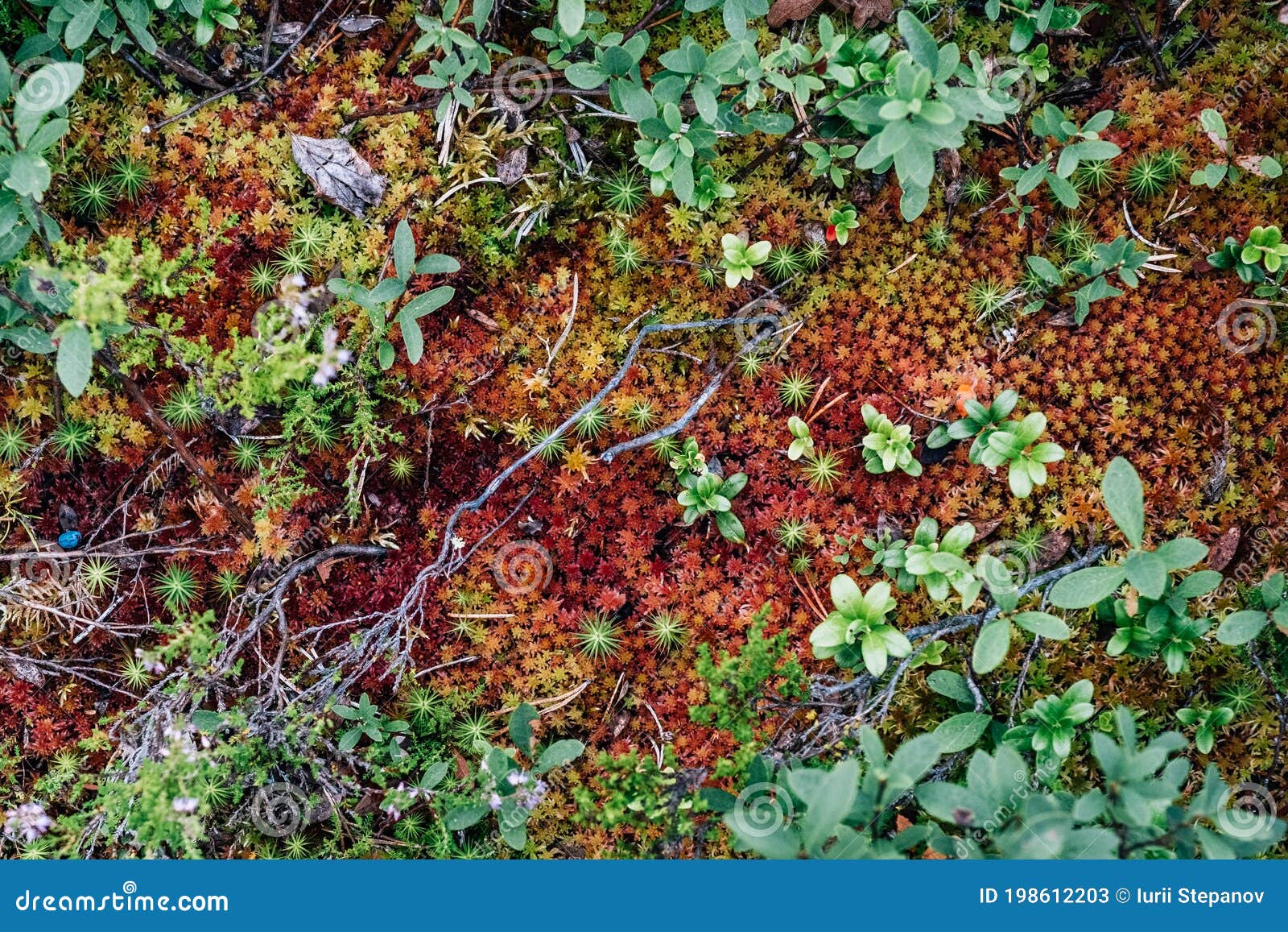 Red Moss in the Forest. Nature Background Stock Image - Image of brown ...