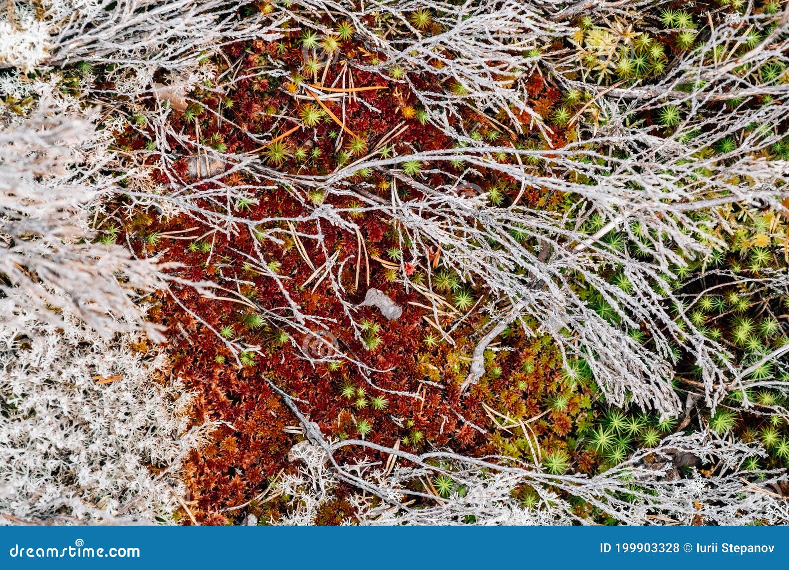 Red Moss in the Forest. Nature Background Stock Photo - Image of litter ...