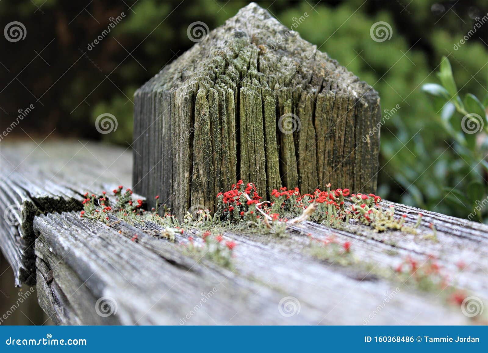 Red Moss Growing on the Deck Stock Photo - Image of contrasts, contrast ...