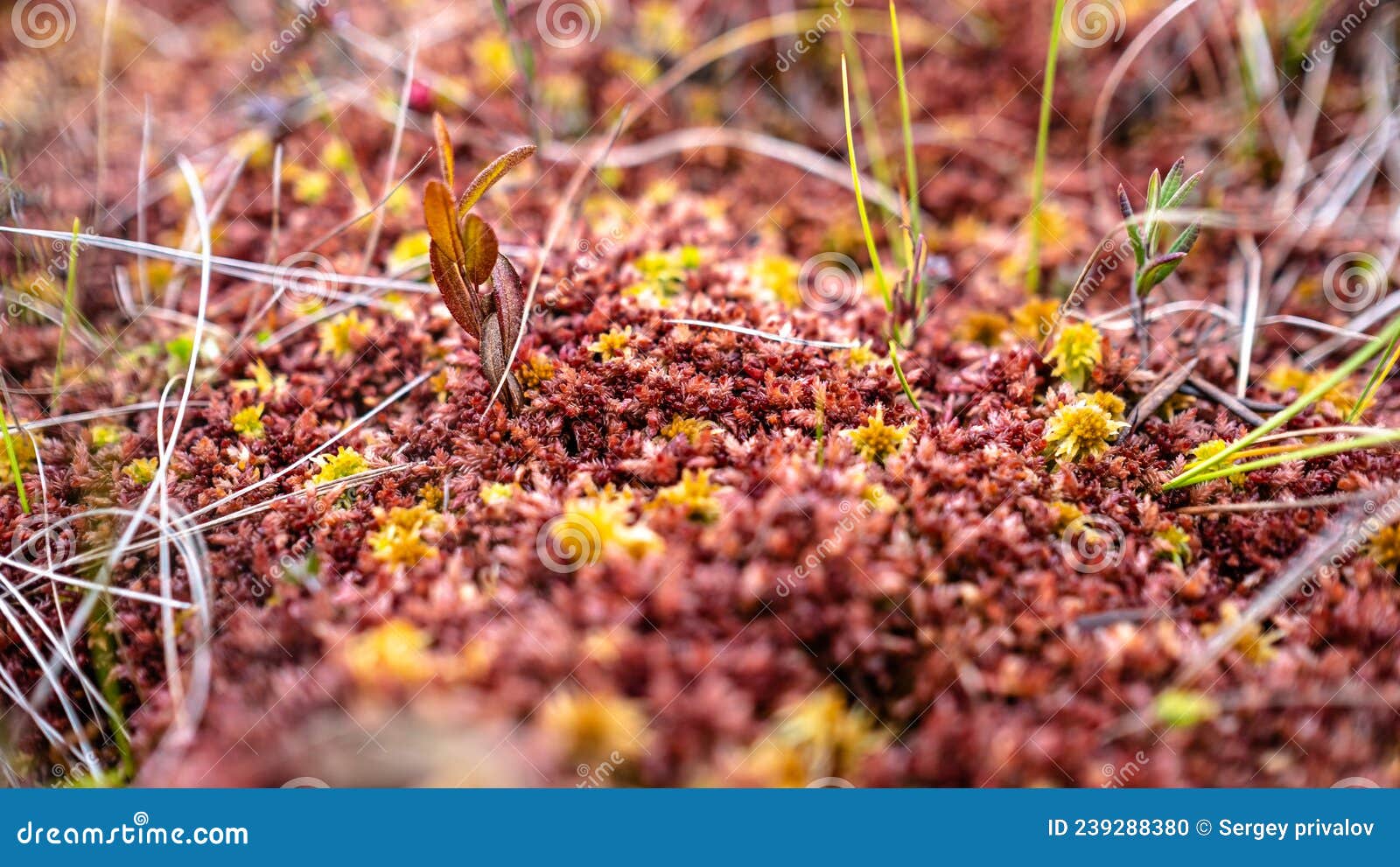 Red moss at Russian swamp. stock photo. Image of ecodesign - 239288380