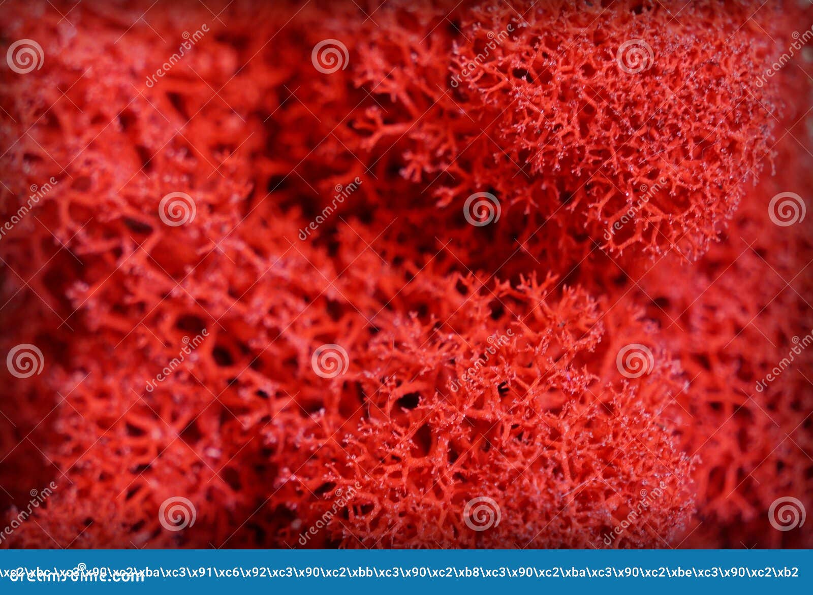 Red moss texture stock image. Image of pattern, background - 173853577