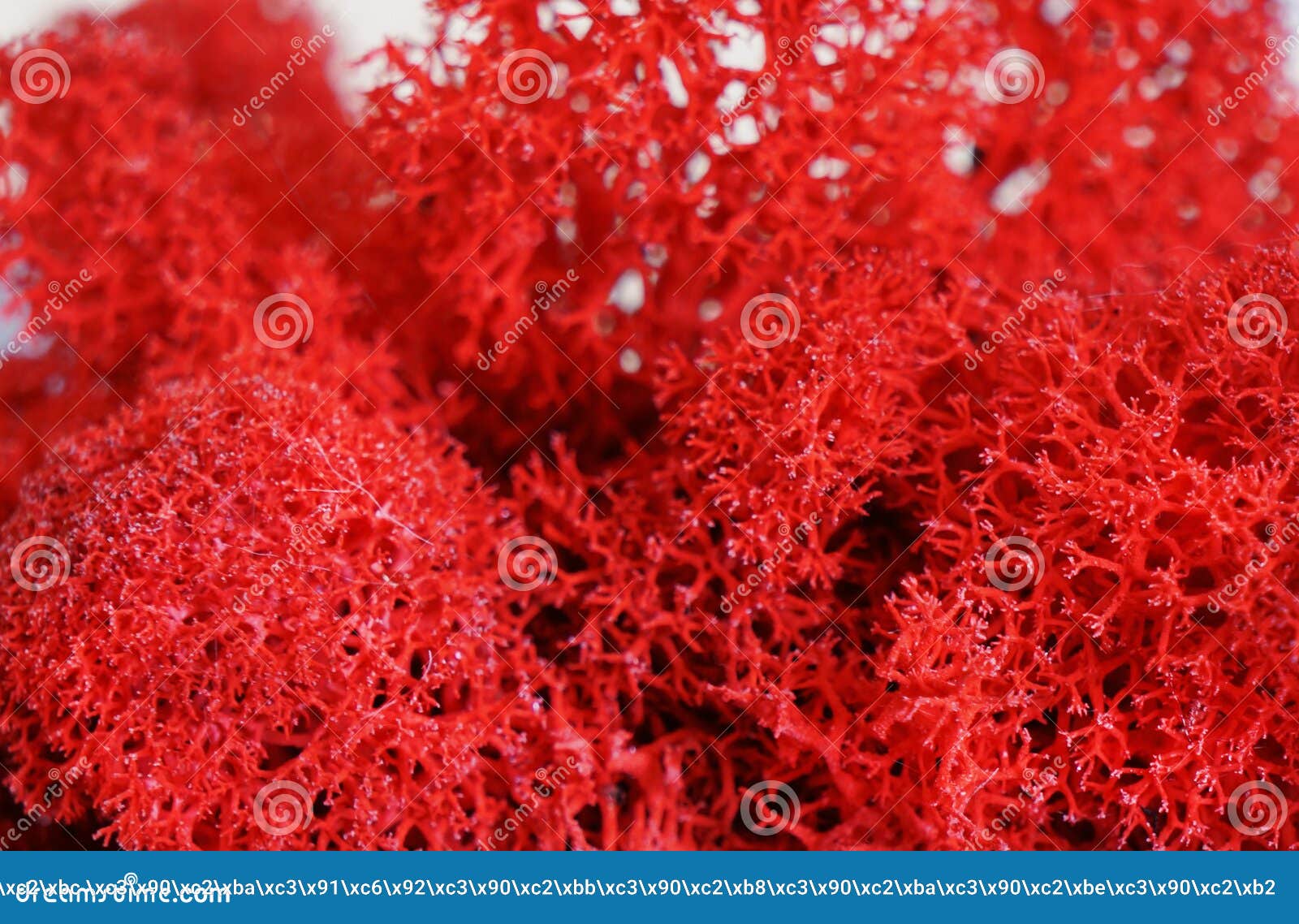 Red moss texture stock image. Image of backdrop, lettering - 173853645
