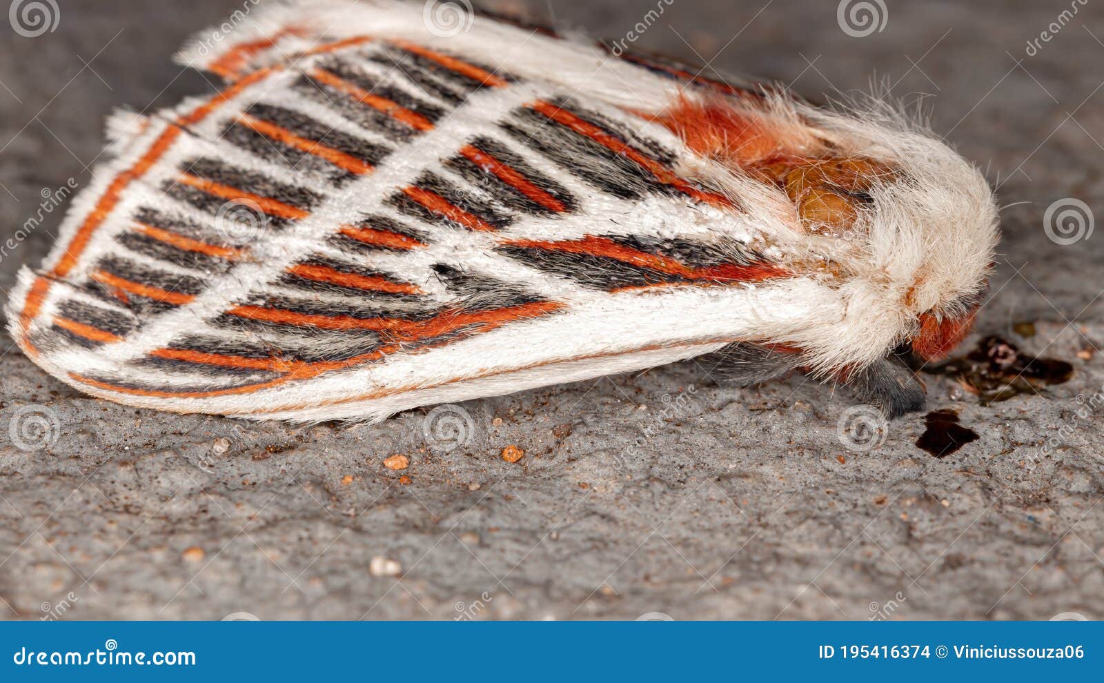 Red moth stock photo. Image of background, colorful - 195416374