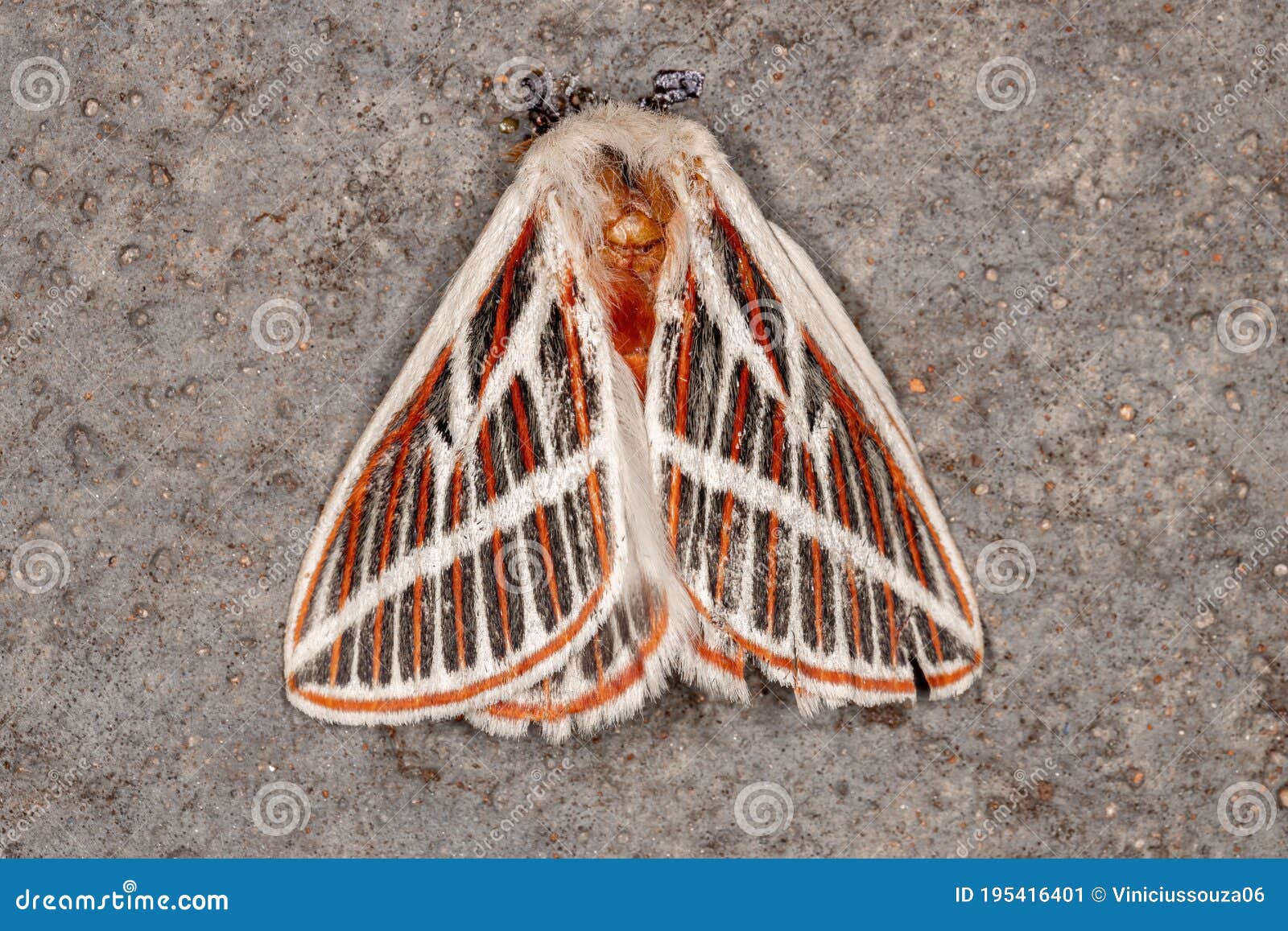 Red moth stock image. Image of large, background, attractive - 195416401