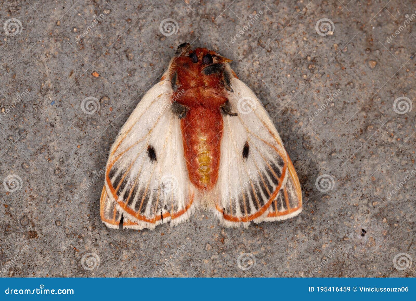Red moth stock image. Image of macro, biology, elegant - 195416459