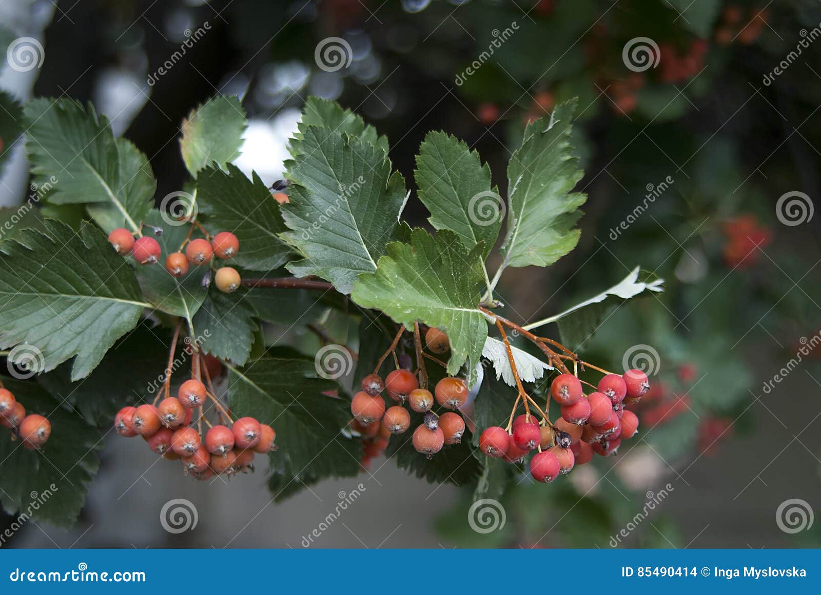 Red Mountain Ash Branch Closeup Stock Photo - Image of forest, mountain ...