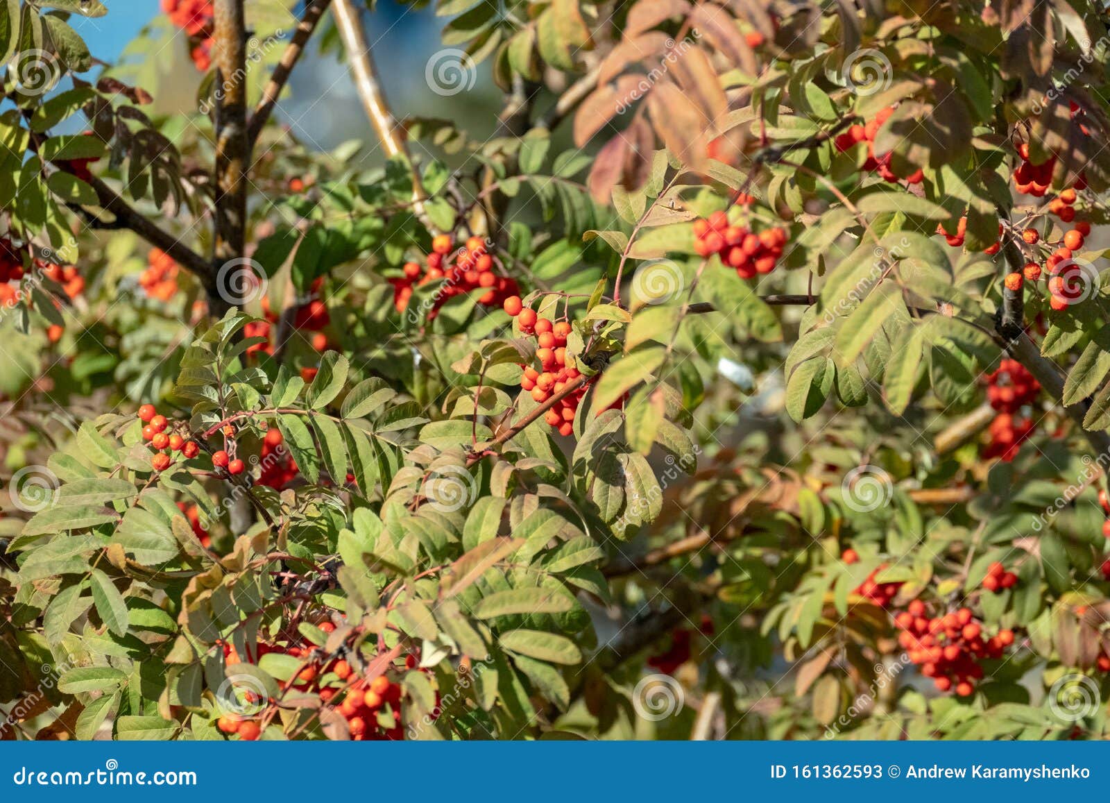 Red Mountain Ash Grows in Autumn Stock Image - Image of botany, healthy ...
