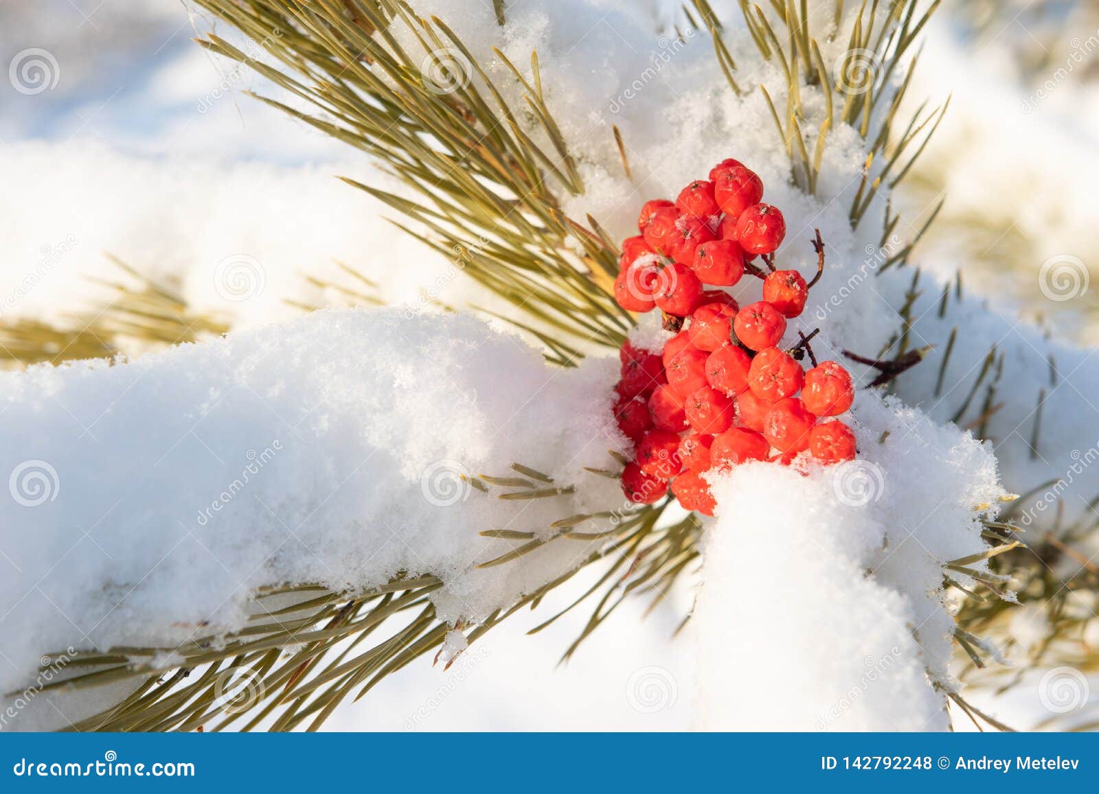 Red Mountain Ash on the Snow on a Pine Branch Stock Photo - Image of ...