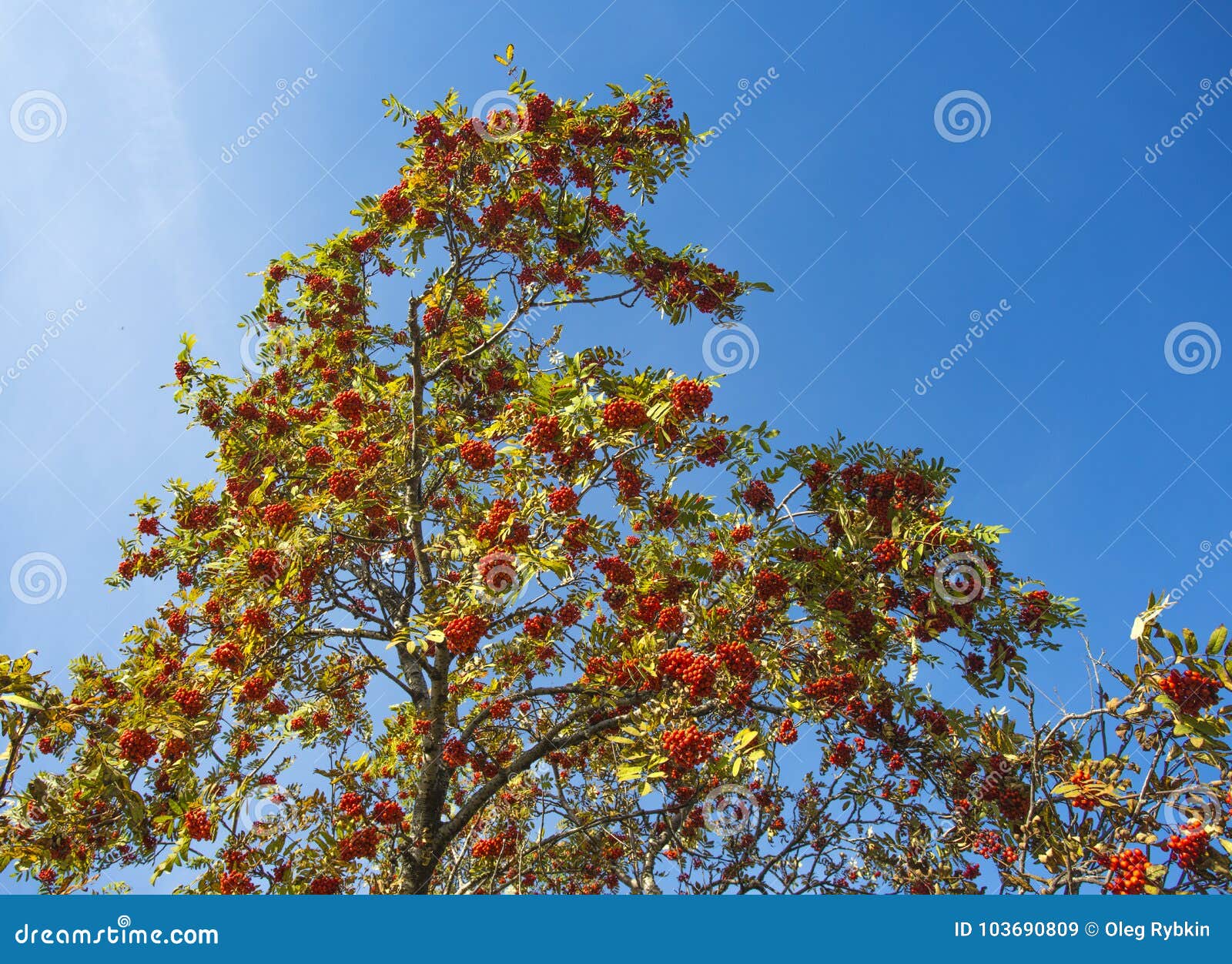 Red Mountain Ash in the Summer among the Blue Sky Stock Image - Image ...