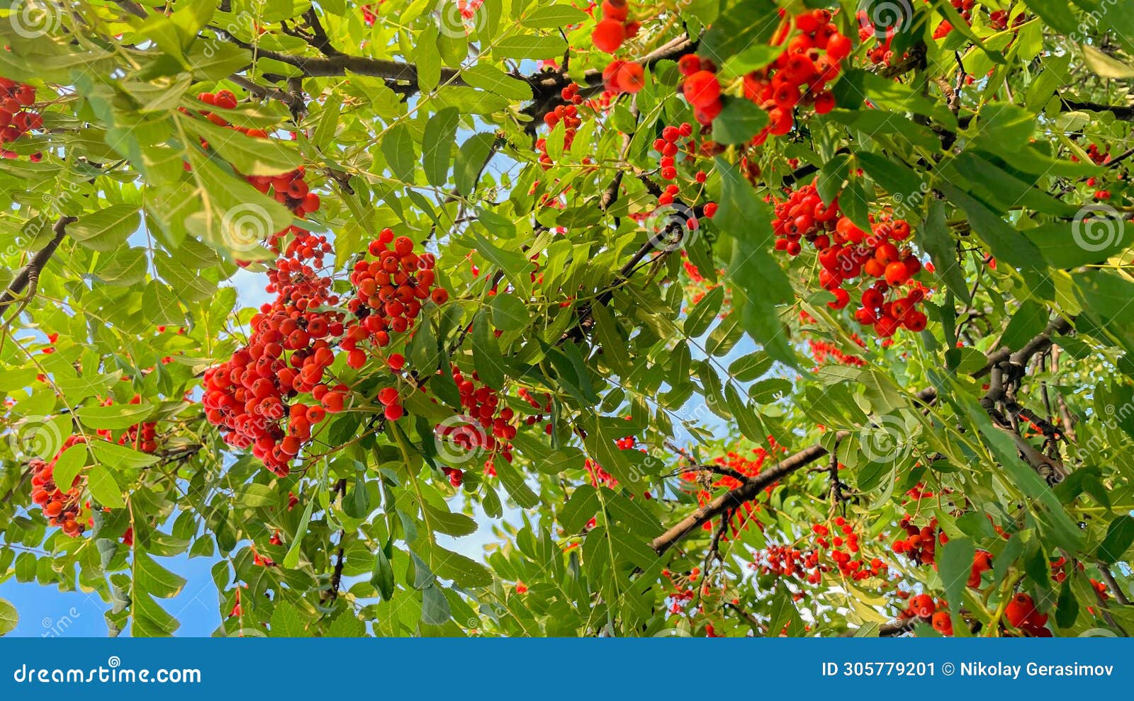 Red mountain ash on a tree stock image. Image of nature - 305779201