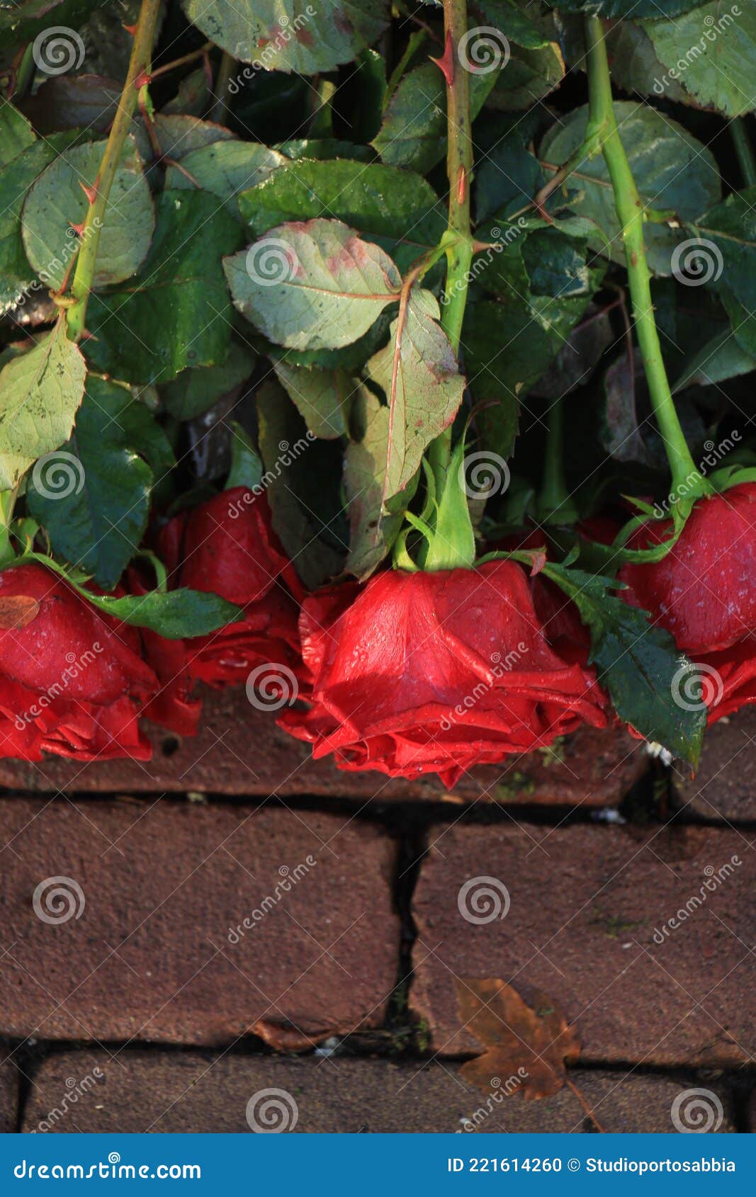 Red Mourning roses stock photo. Image of cemetery, sorrow - 221614260