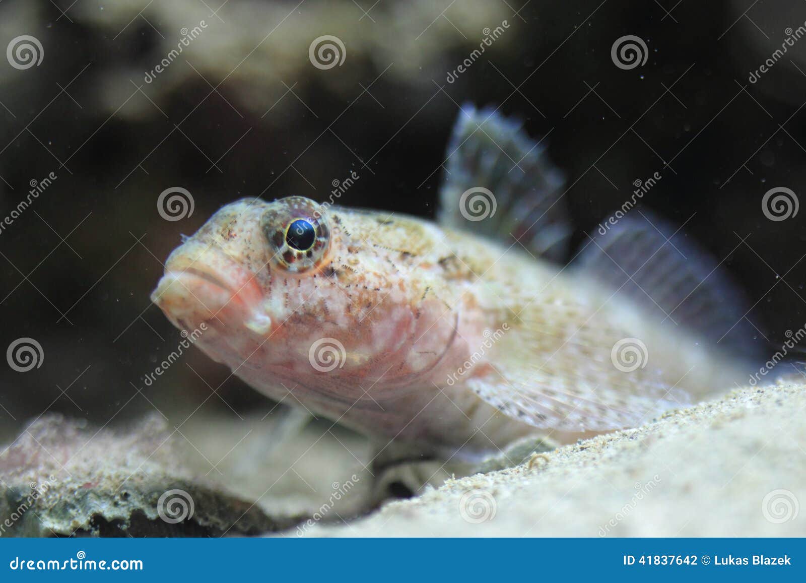 Red-mouthed goby stock photo. Image of mouthed, marine - 41837642