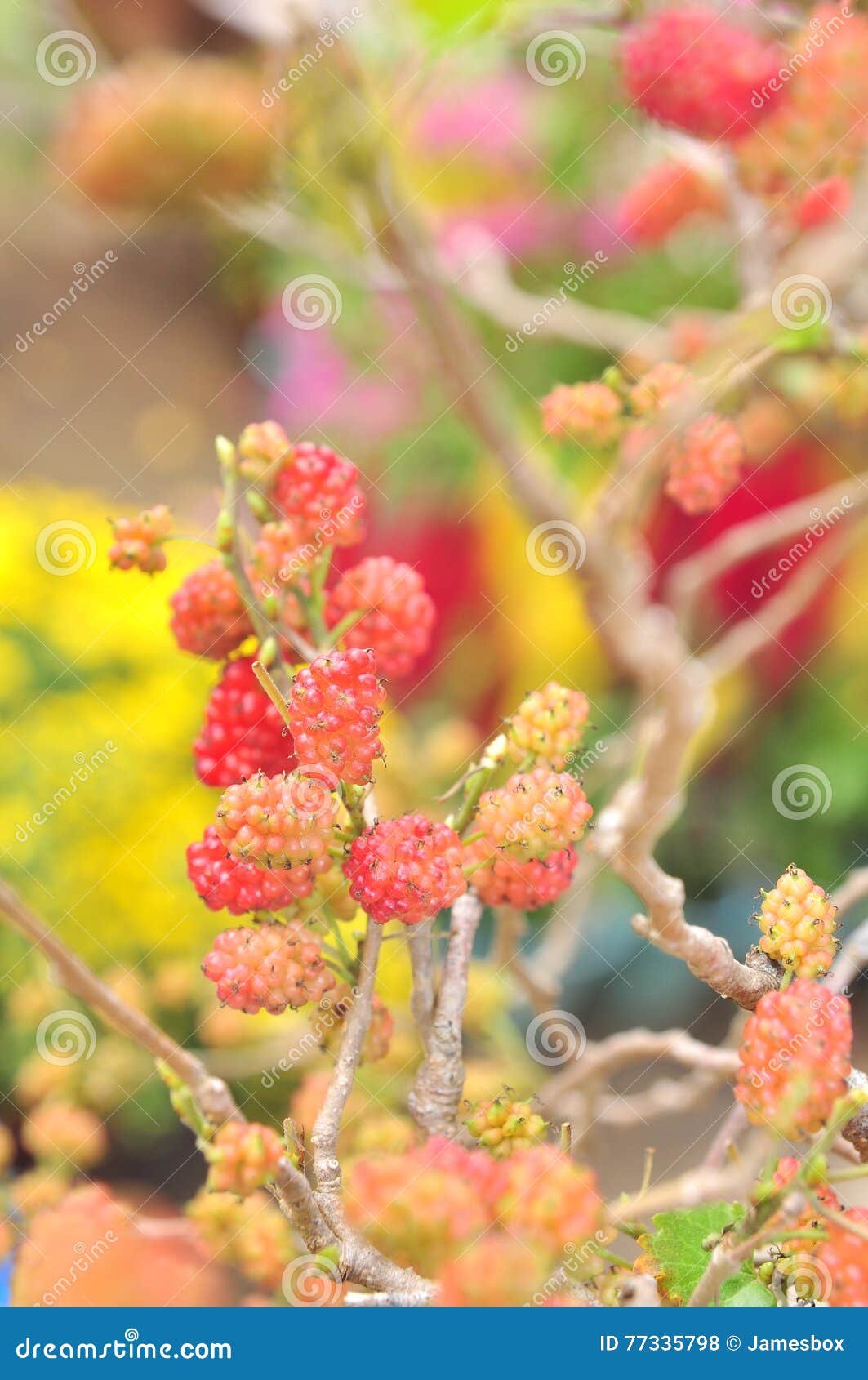 Red Mulberries on tree stock photo. Image of branch, foliage - 77335798
