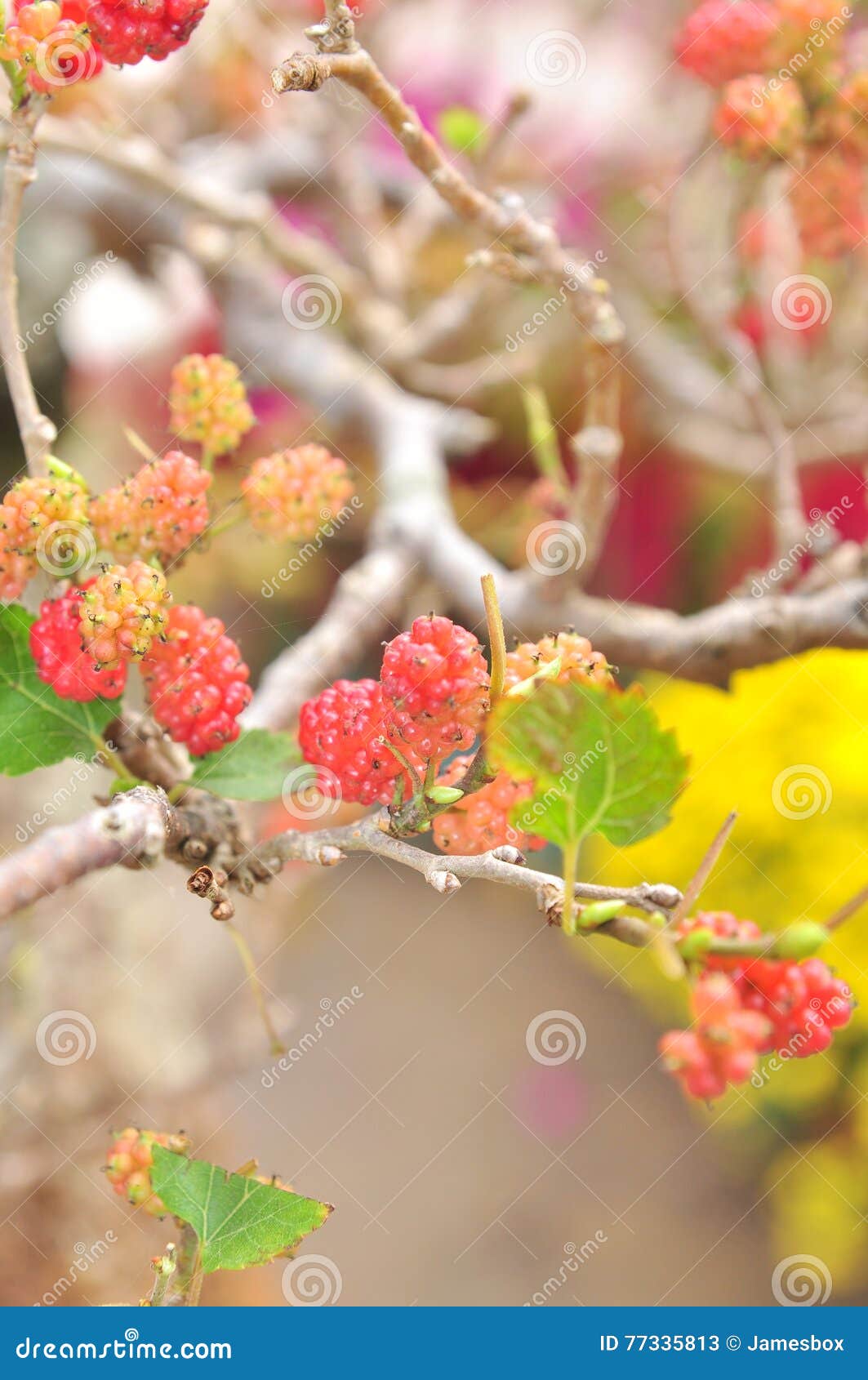 Red Mulberries on tree stock image. Image of healthy - 77335813