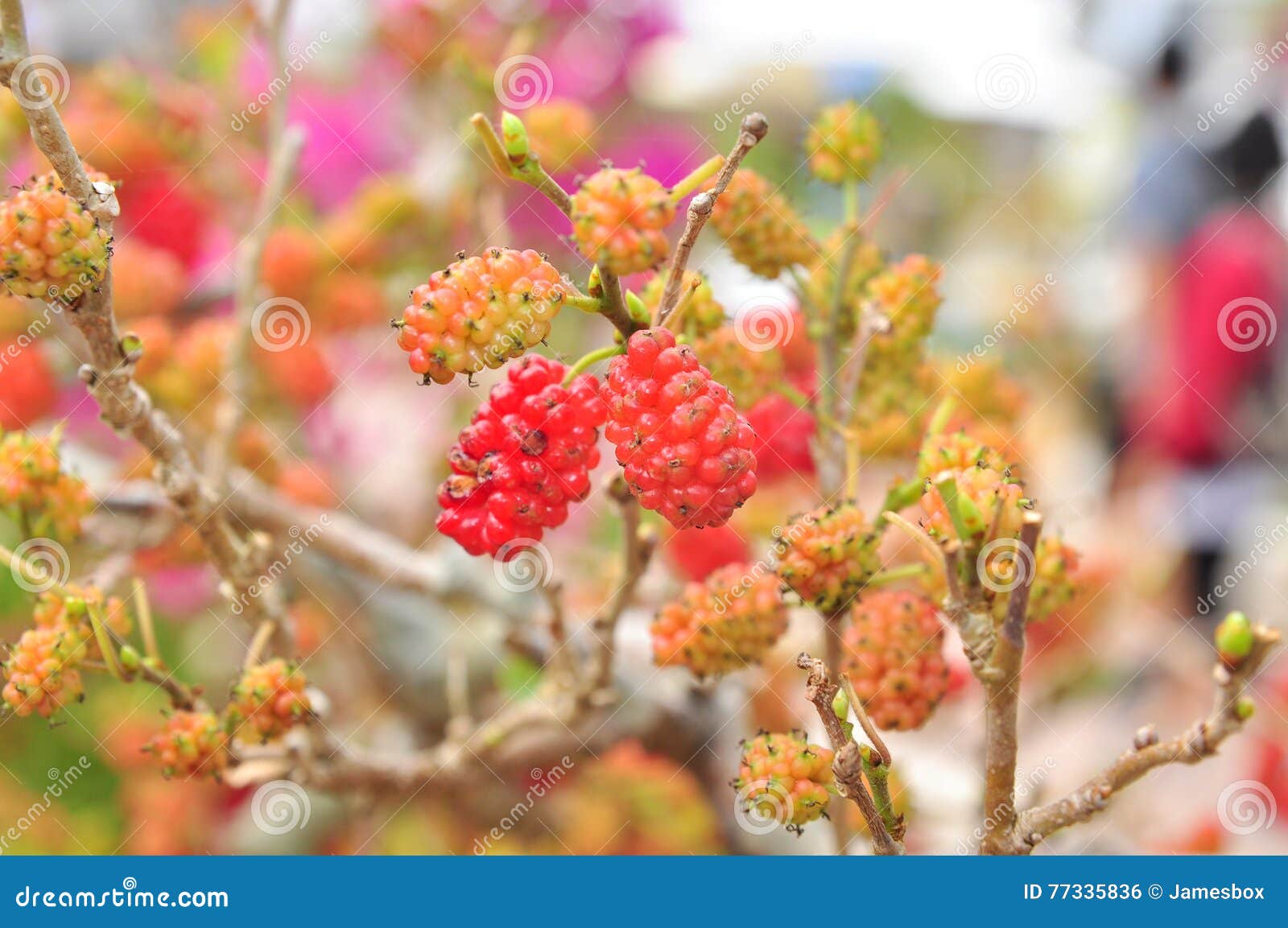 Red Mulberries on tree stock photo. Image of color, health - 77335836