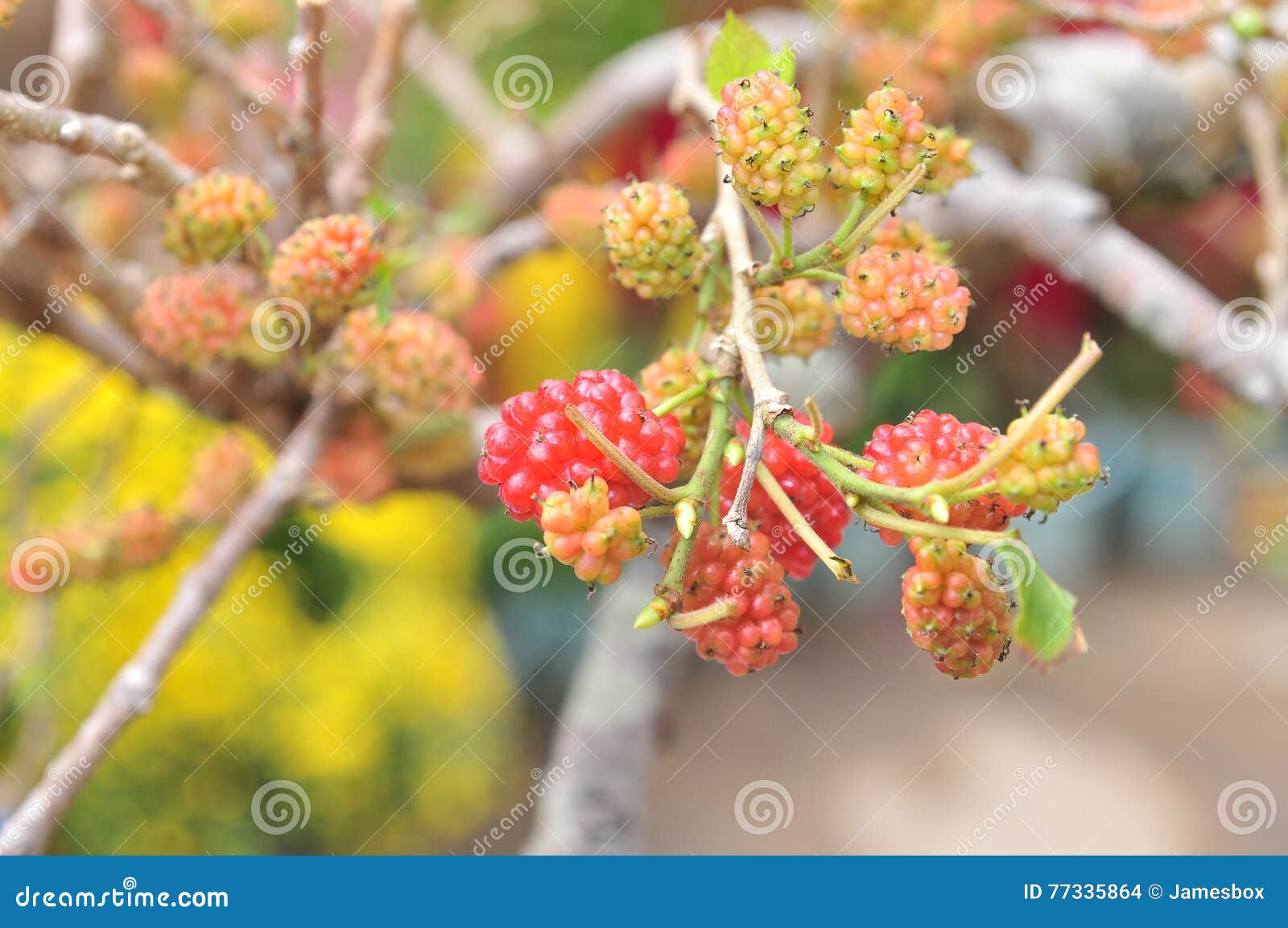 Red Mulberries on tree stock photo. Image of dessert - 77335864