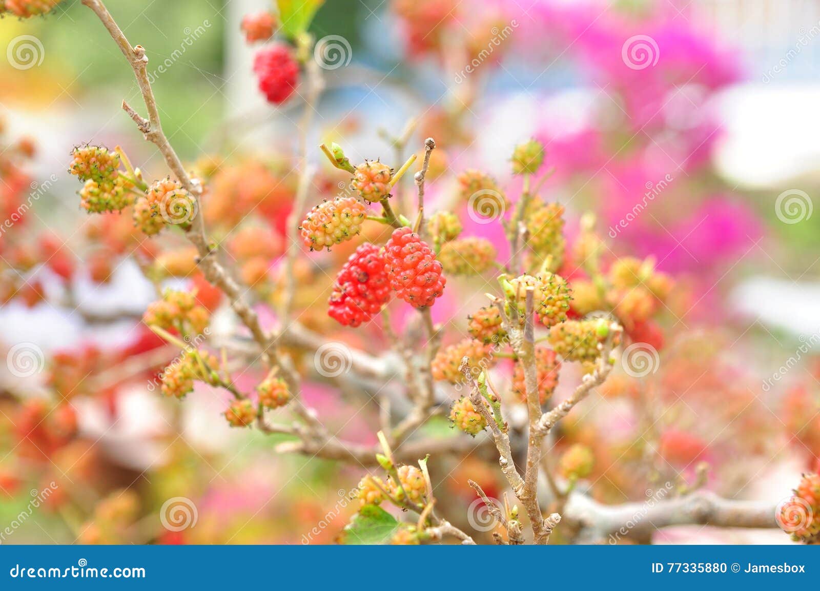 Red Mulberries on tree stock photo. Image of fruit, foliage - 77335880