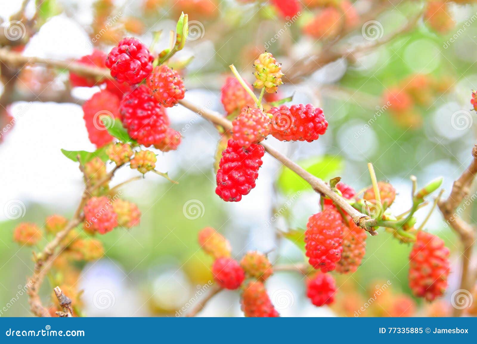 Red Mulberries on tree stock image. Image of group, berry - 77335885