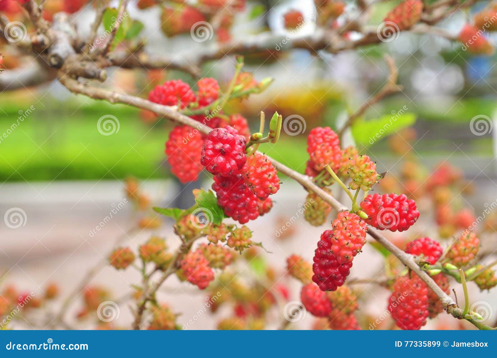 Red Mulberries on tree stock image. Image of natural - 77335899