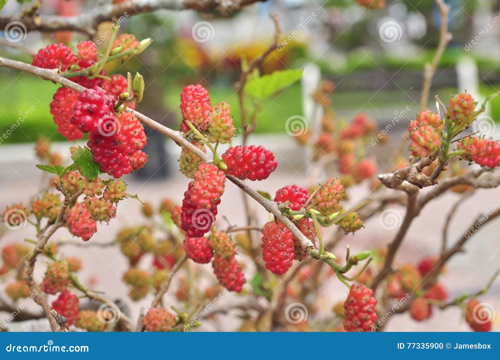 Red Mulberries on tree stock photo. Image of fresh, branch - 77335900