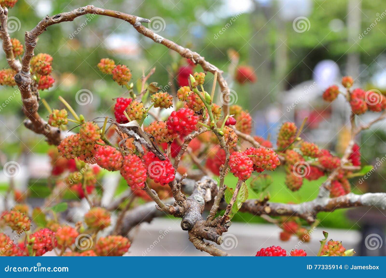 Red Mulberries on tree stock photo. Image of branch, berry - 77335914