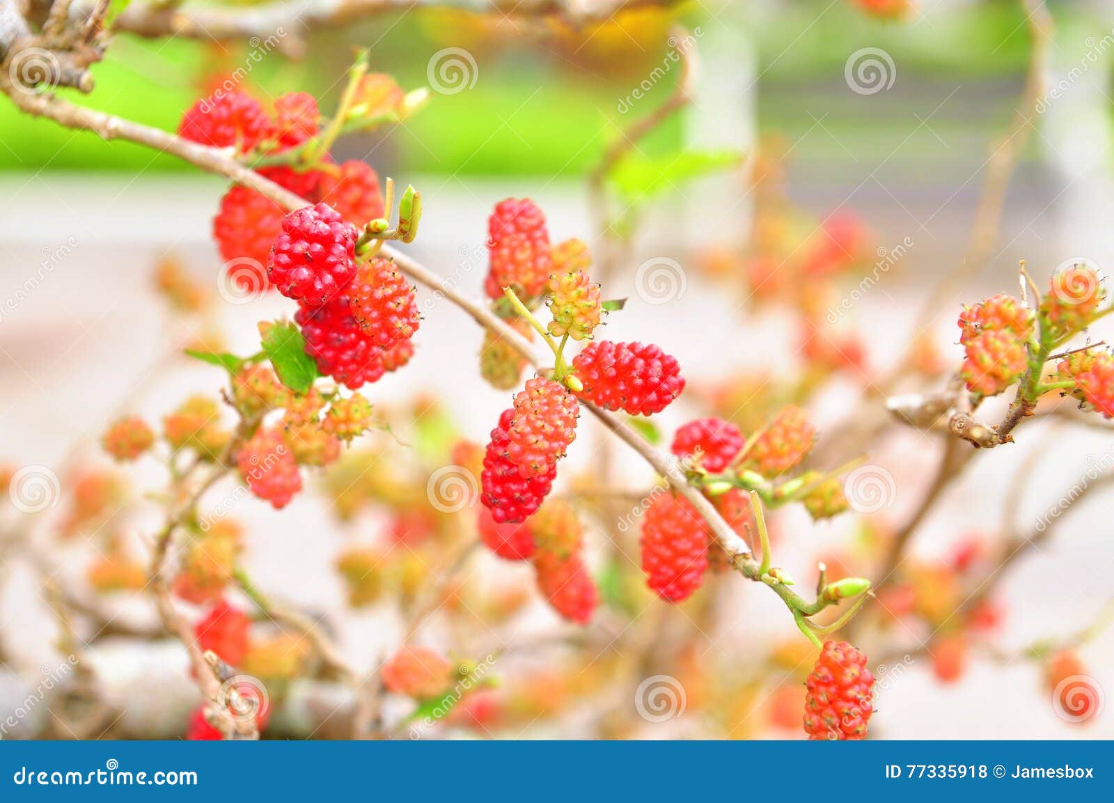 Red Mulberries on tree stock photo. Image of colorful - 77335918