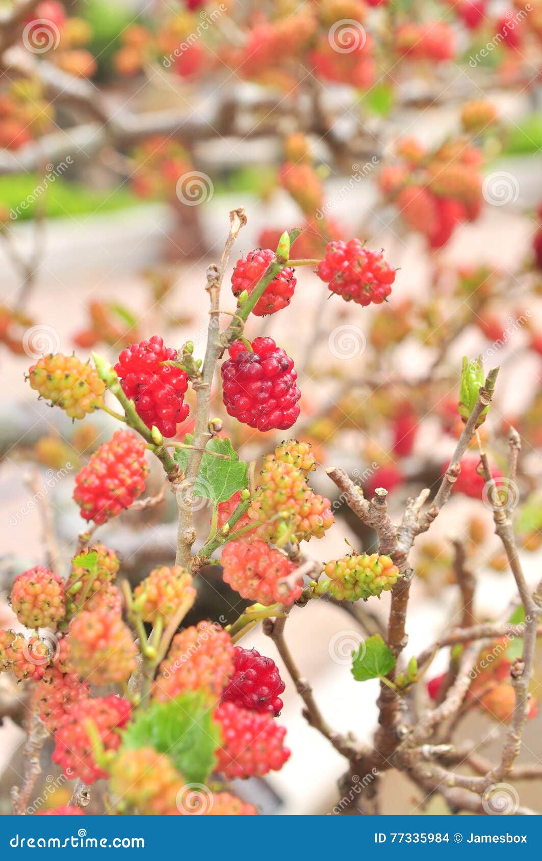 Red Mulberries on tree stock photo. Image of background - 77335984