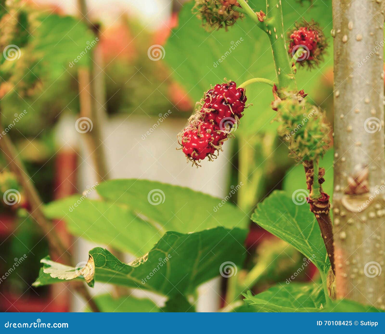 Red Mulberries on the Tree. Stock Image - Image of black, nutrition ...