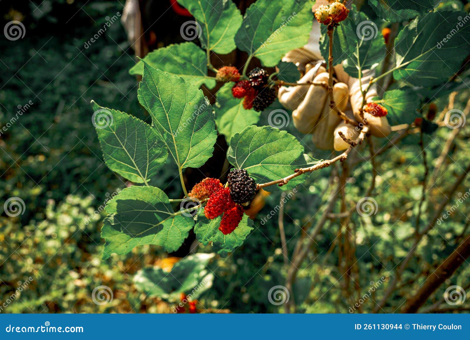 Red Mulberries on tree stock photo. Image of thailand - 261130944
