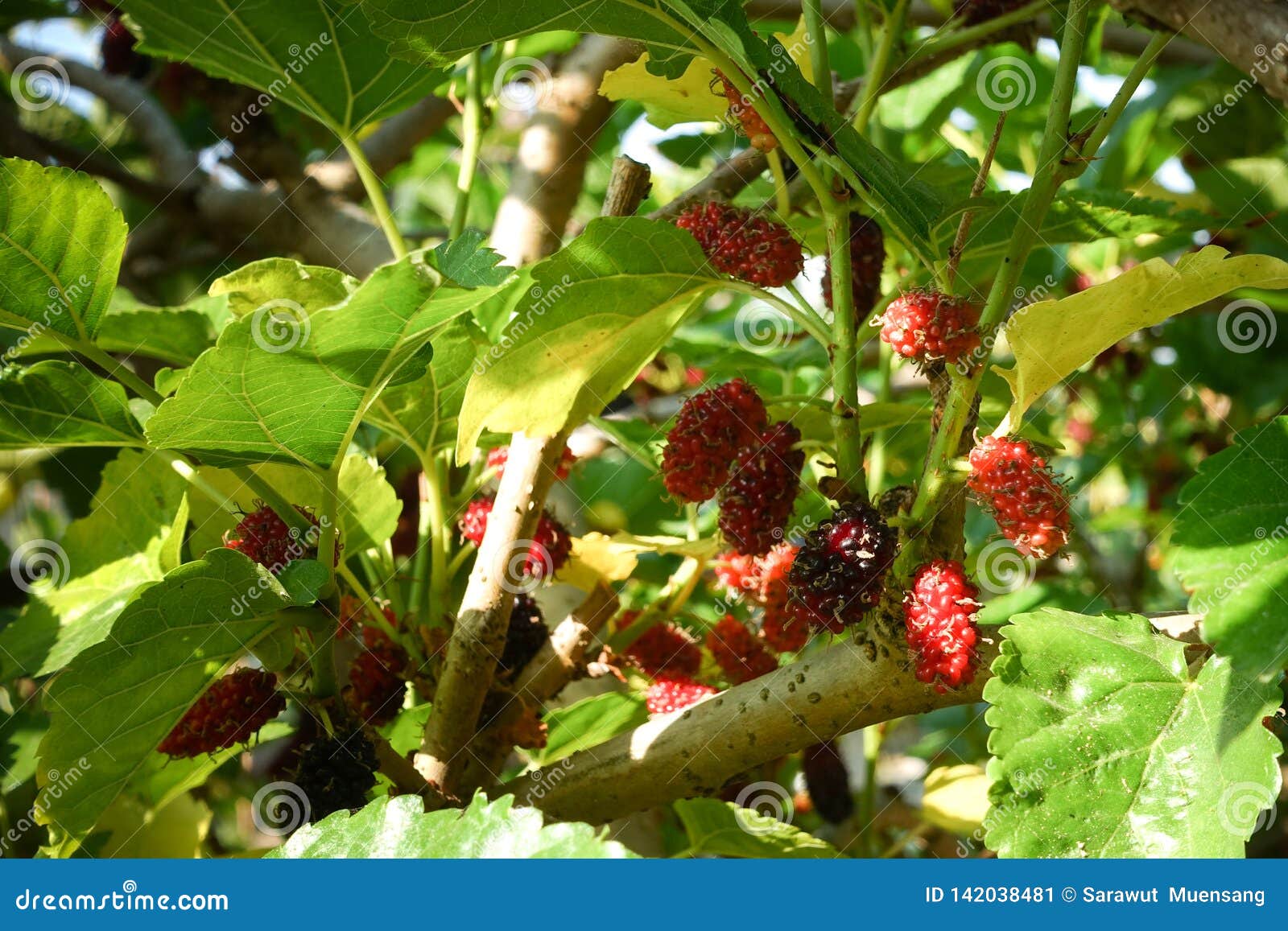 Red mulberry fruit on tree stock image. Image of blackberry - 142038481